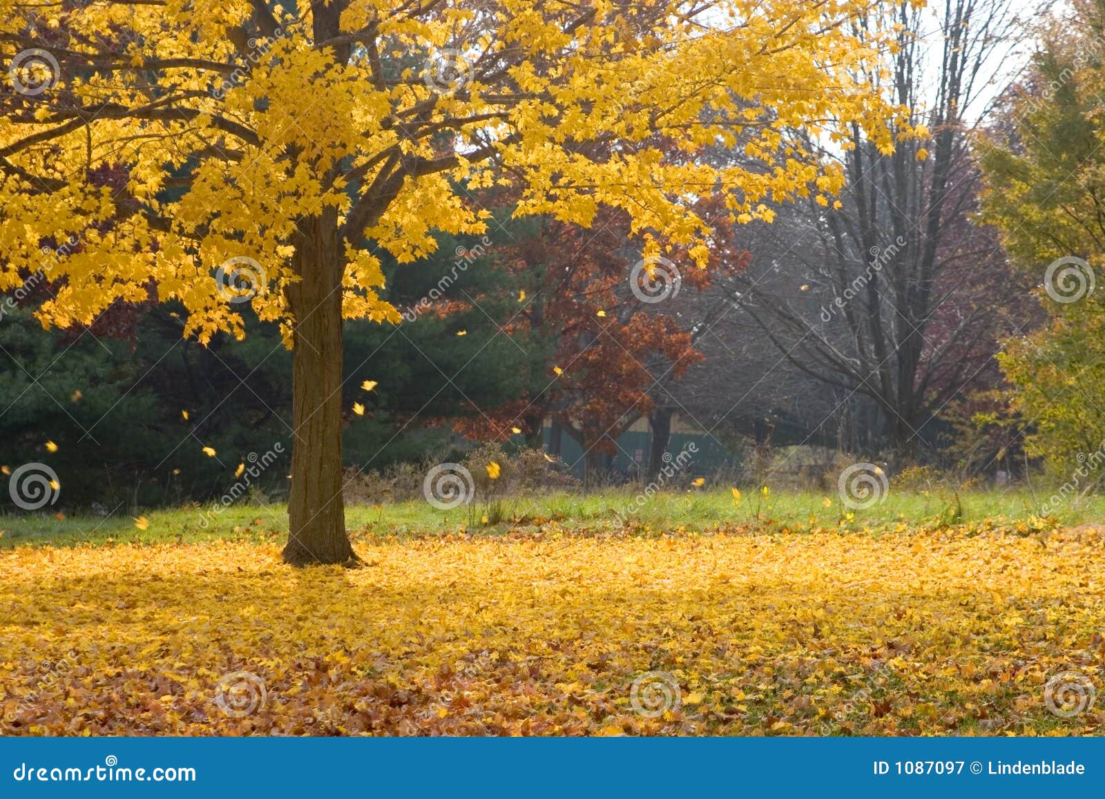 Falling Leaves stock image. Image of thanksgiving, park - 1087097