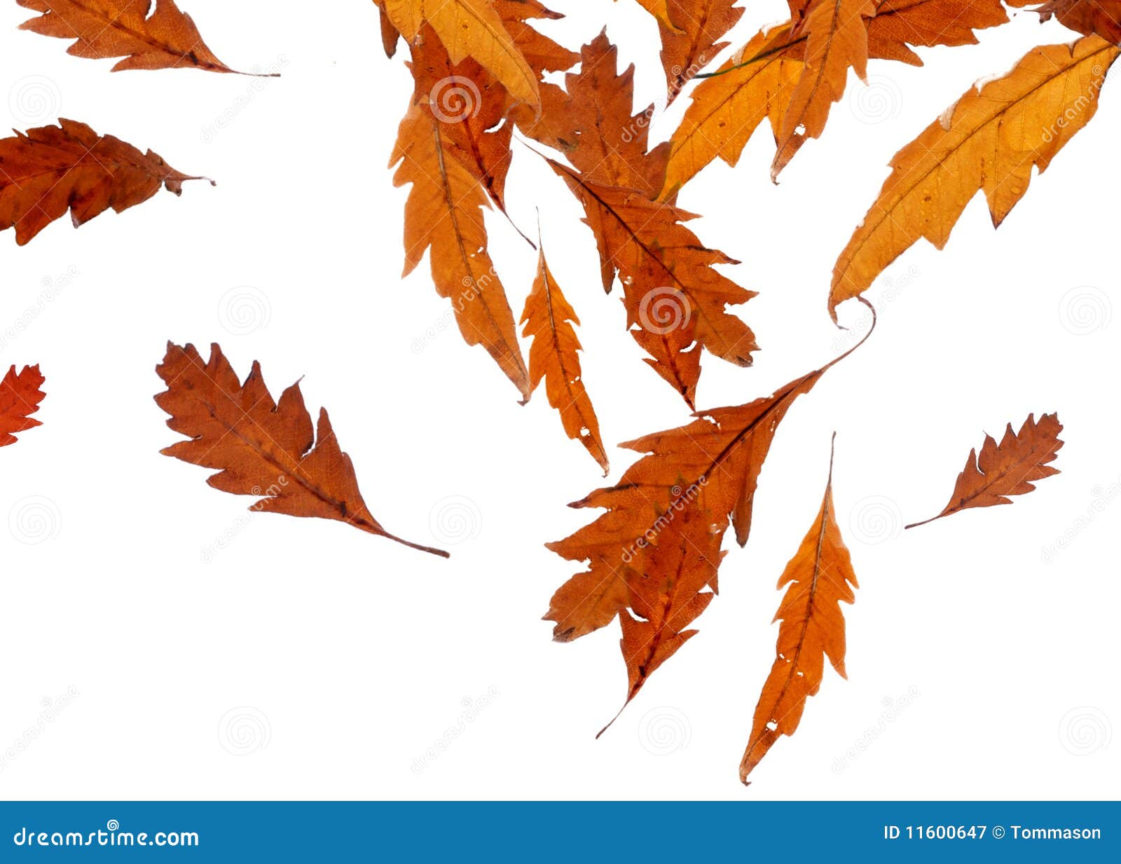Falling Leaves stock image. Image of falling, flora, fall - 11600647