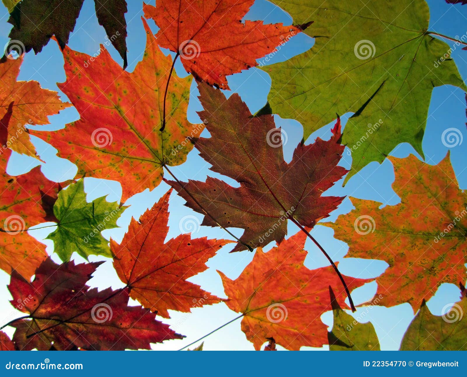 Falling Leaves stock photo. Image of saccharum, fall - 22354770