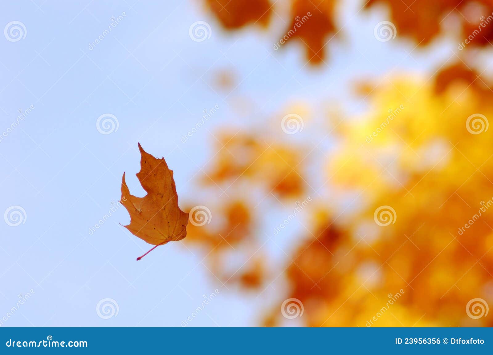 Falling Leaves stock photo. Image of seasonal, green - 23956356
