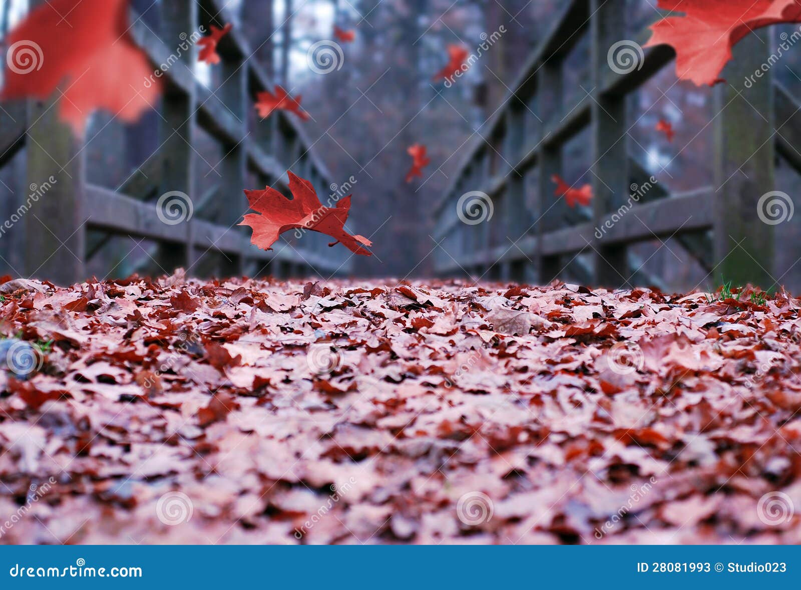 Falling leaves stock image. Image of fresh, field, path - 28081993
