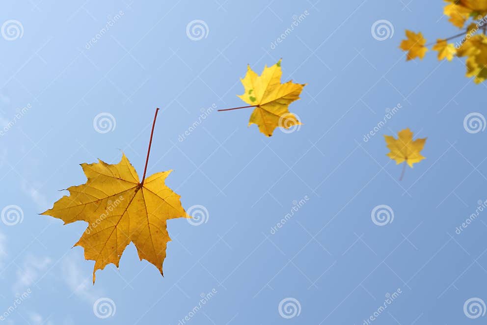 Falling leaves stock image. Image of leaves, september - 6666267