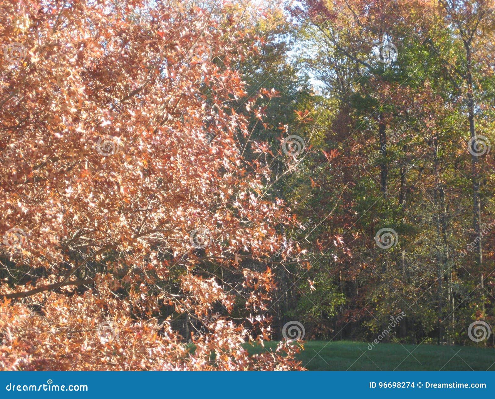 Falling Leaves with the Autum Breeze Stock Photo - Image of color ...