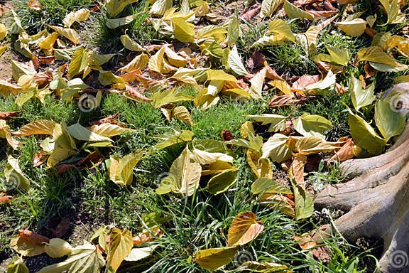 Falling Leaves in autumn. stock image. Image of colors - 80489075