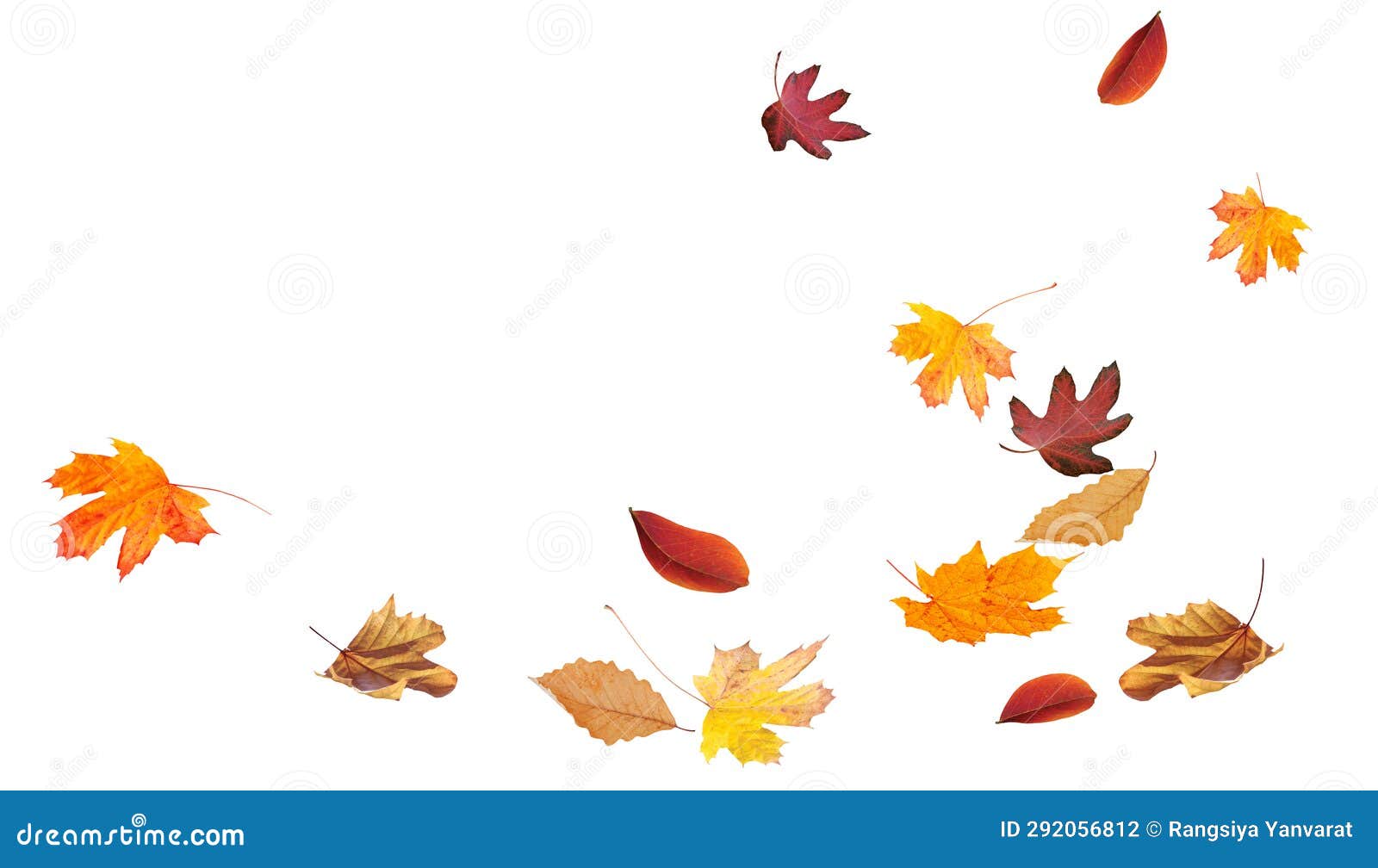 Falling Leaves in Autumn Isolated on White Background Stock ...