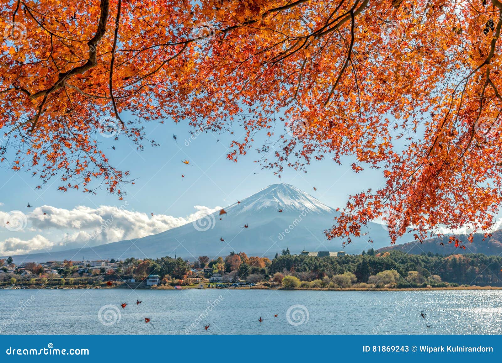 4,045 Momiji Leaves Stock Photos - Free & Royalty-Free Stock Photos ...