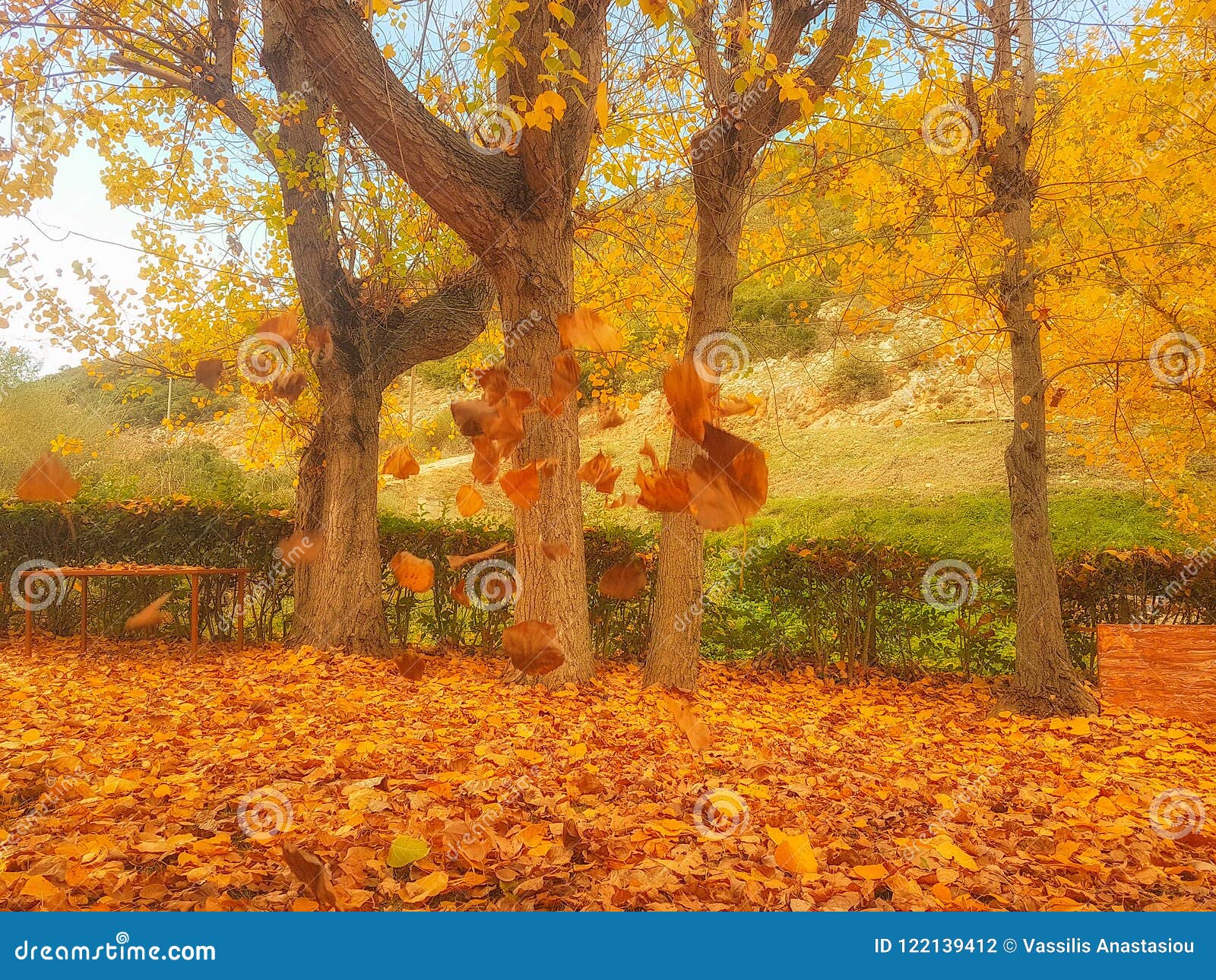 Falling Leaves of Deciduous Trees Make Beautiful Autumn Scenery. Stock ...