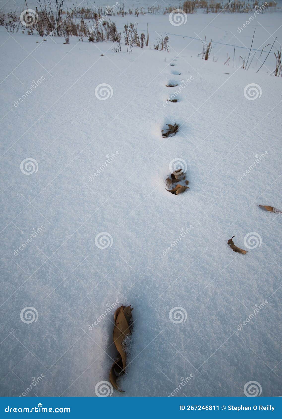 Falling Leaves Fill Paw Prints Left in the Snow Stock Image - Image of ...