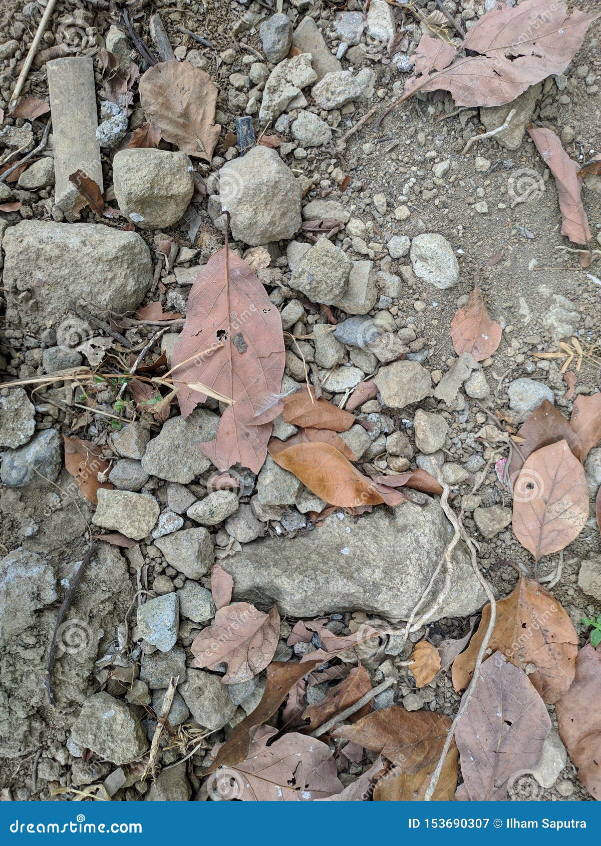 Falling Leaves on the Ground Stock Image - Image of organic, outdoor ...