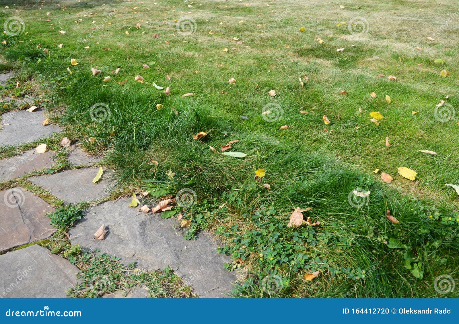 Falling Leaves on Lawn Grass in Autumn Stock Photo - Image of leaf ...