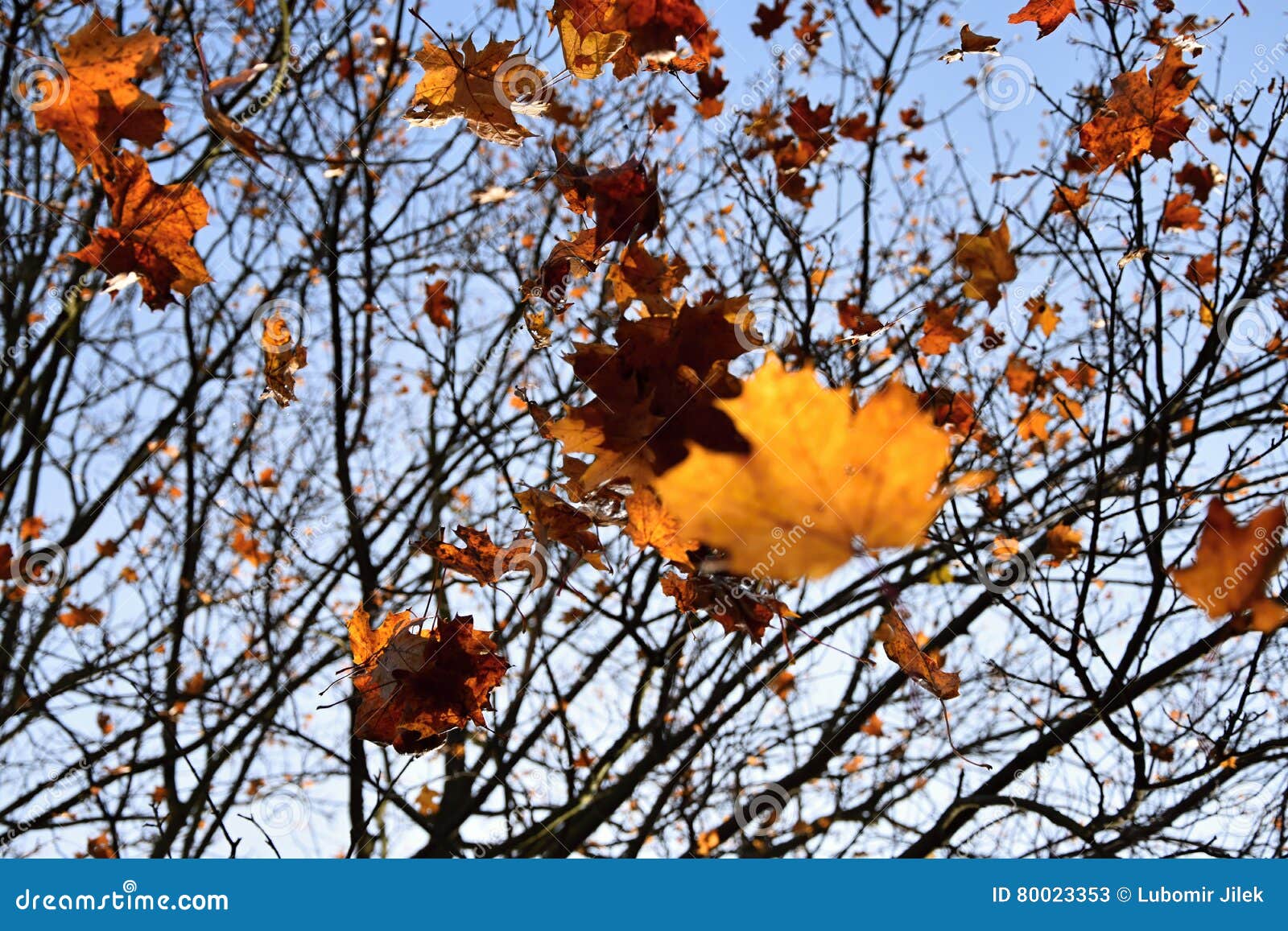 The Falling Leaves of a Maple Tree in the Background Tree Branch. Stock ...