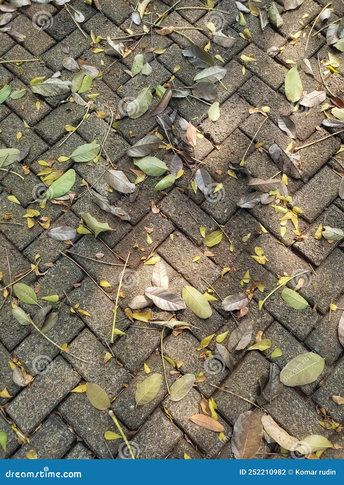 Falling Leaves on the Paving Block with Various Leaves Stock Photo ...