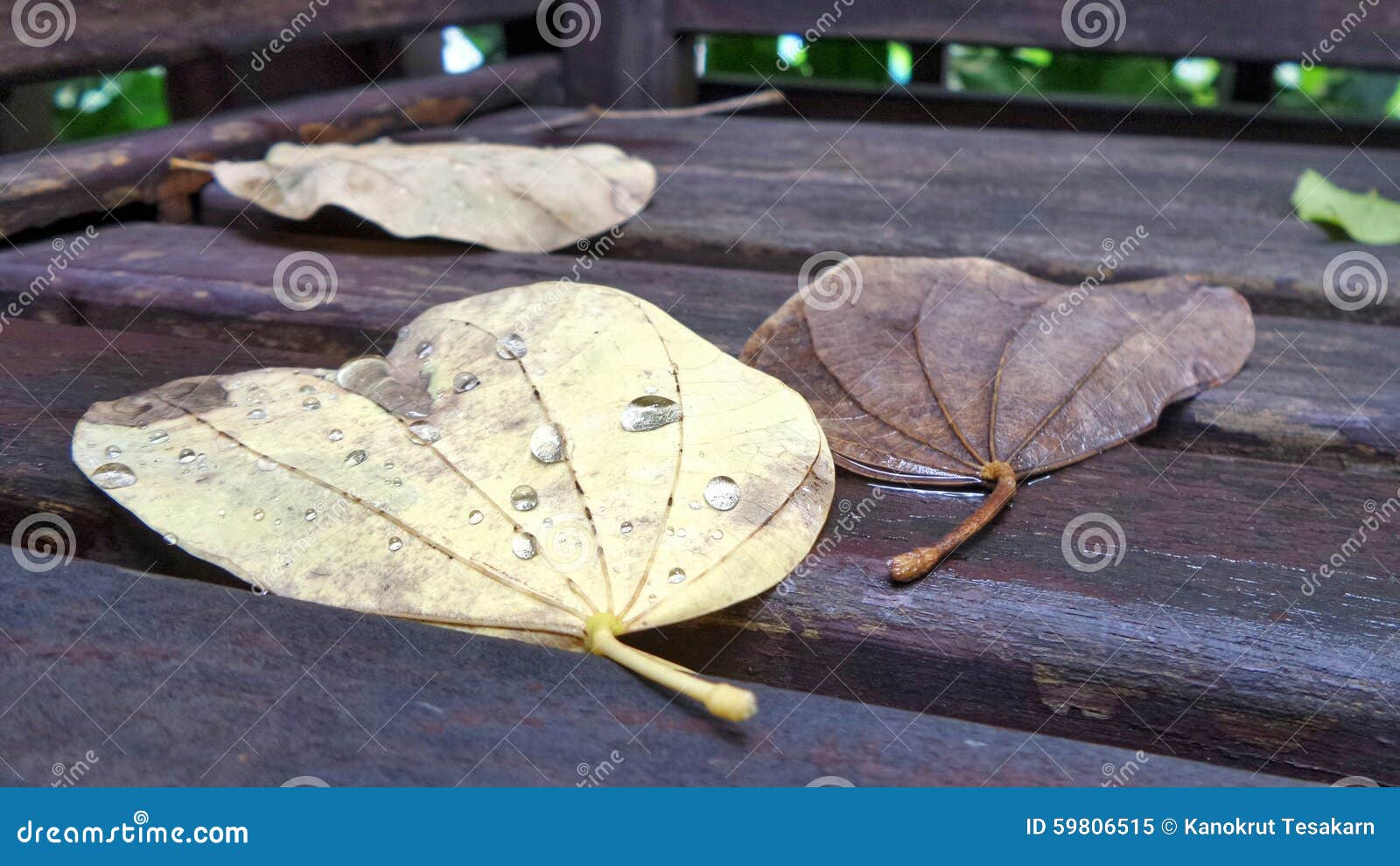 Falling Leaves with Rain Water Drops after a Storm and Light Rainfall ...