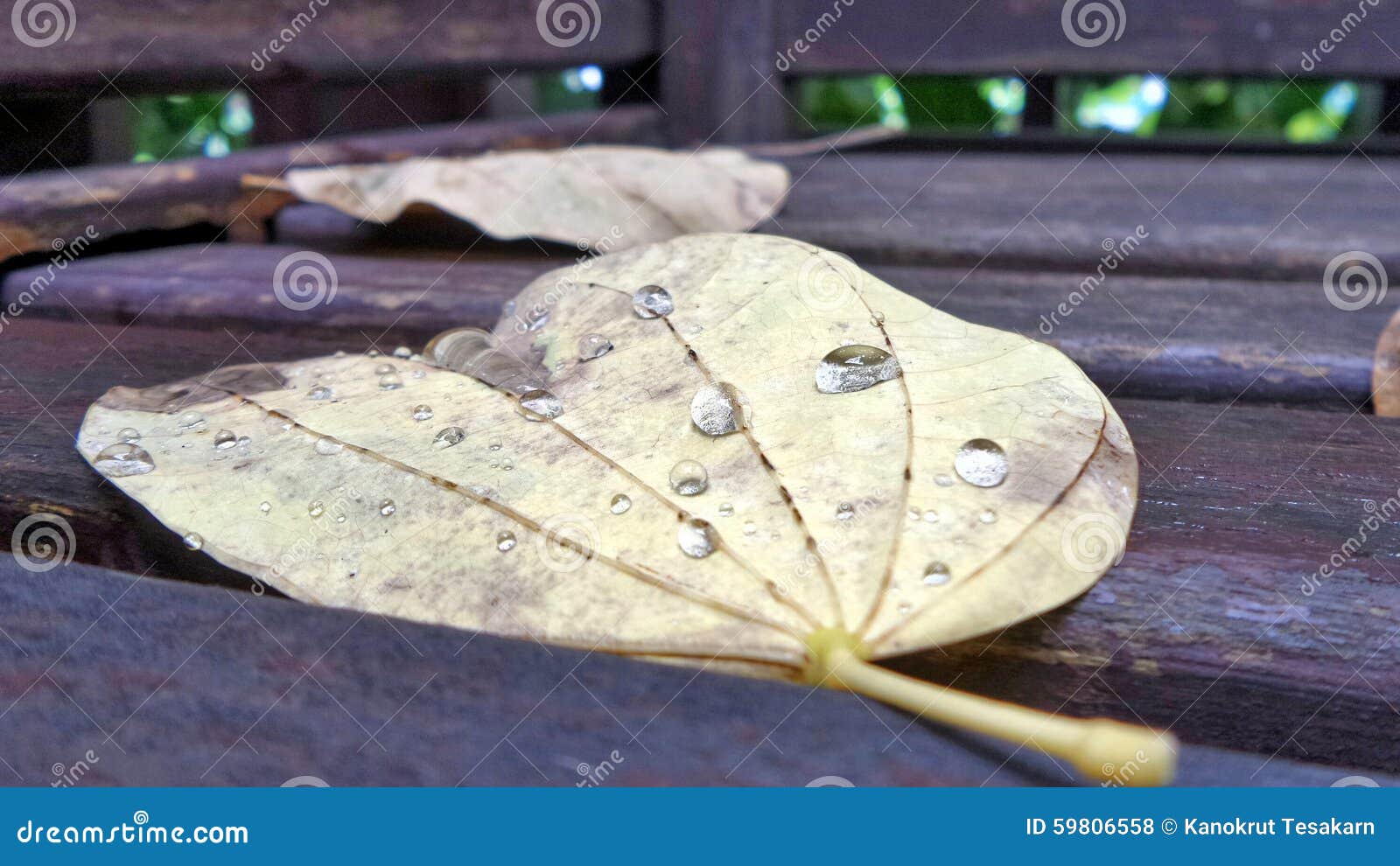 Falling Leaves with Rain Water Drops after a Storm and Light Rainfall ...