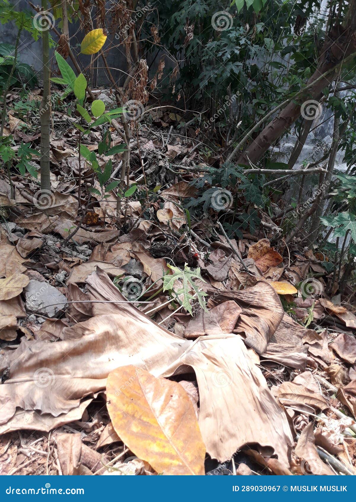 Falling Leaves in Summer in West Java, Indonesia Stock Image - Image of ...
