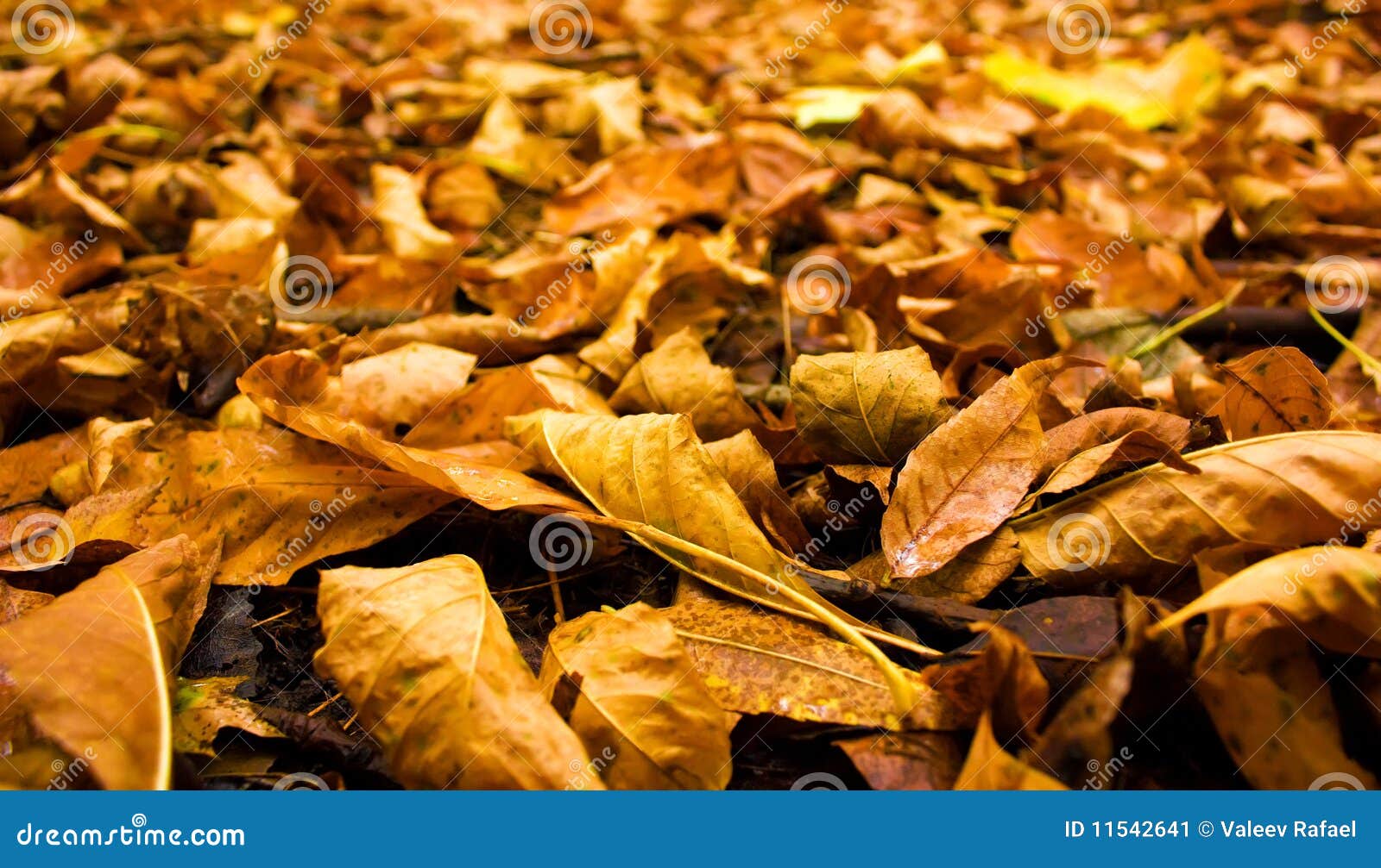 Falling leaves texture stock image. Image of leaf, ground - 11542641