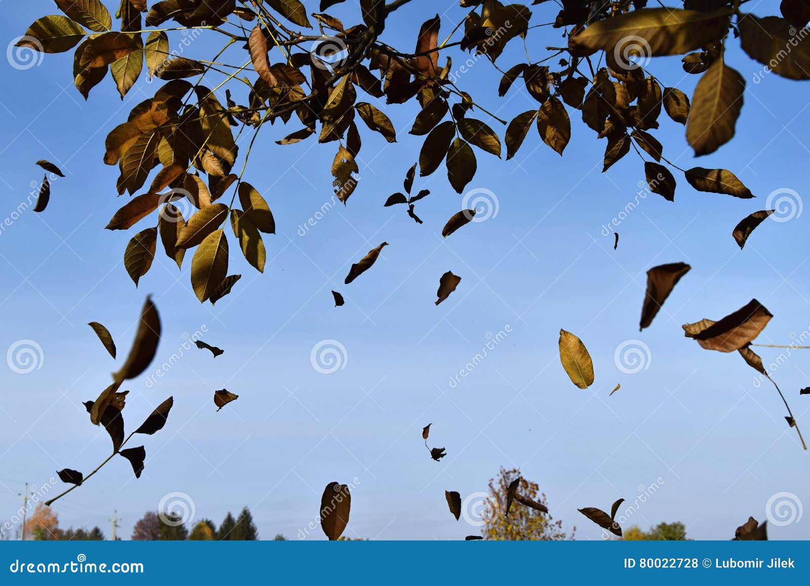 Falling Leaves from a Tree, Sky Background. Stock Photo - Image of leaf ...