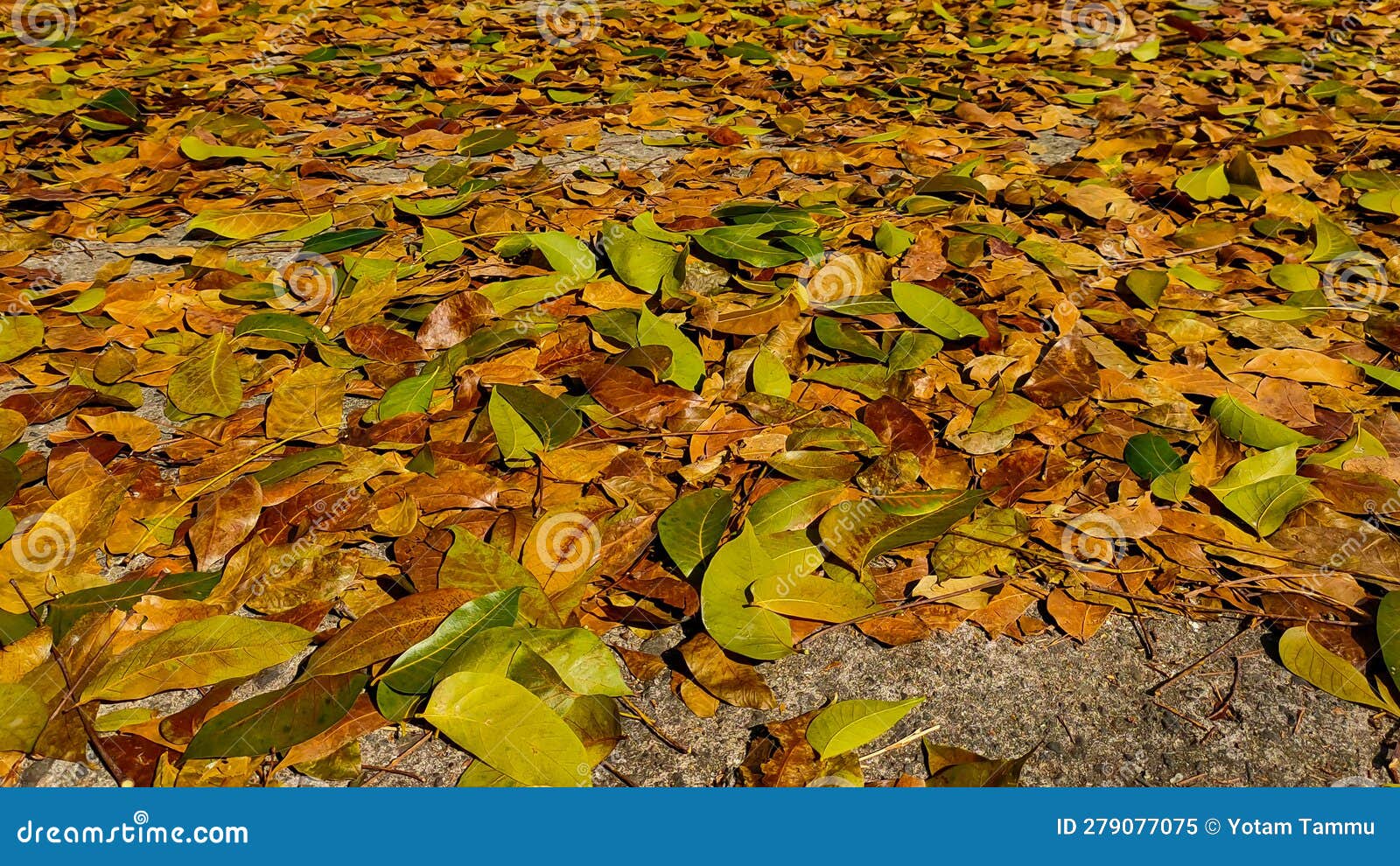 Falling Leaves from Trees in Summer is a Survival Process for Plants ...