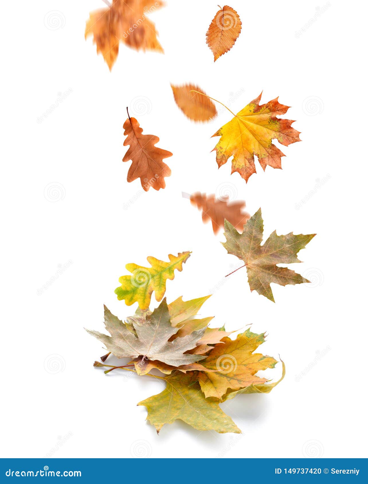 Falling Leaves Royalty-Free Stock Photography | CartoonDealer.com #78106931