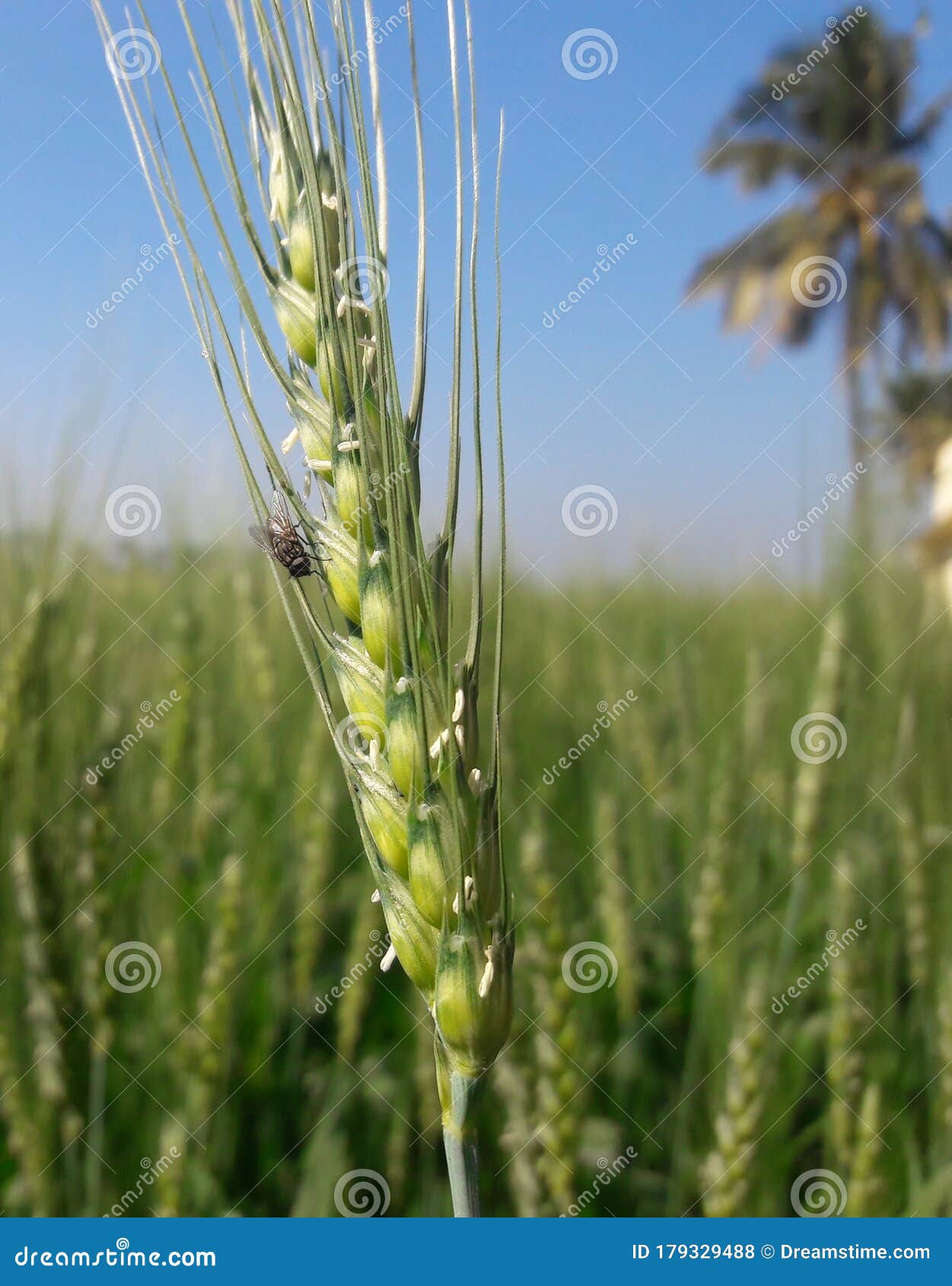 Falling in Love with Farm Life. Stock Photo - Image of meadow, falling ...