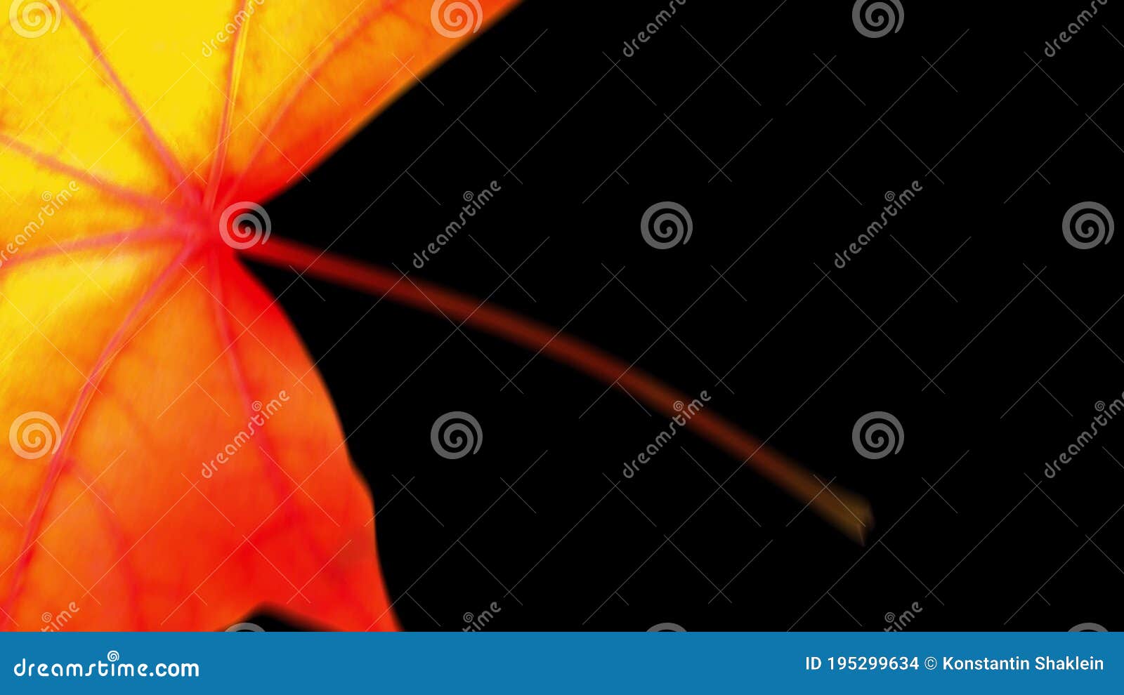 Falling Maple Leaf on Black Background with Alpha Channel Stock Footage ...