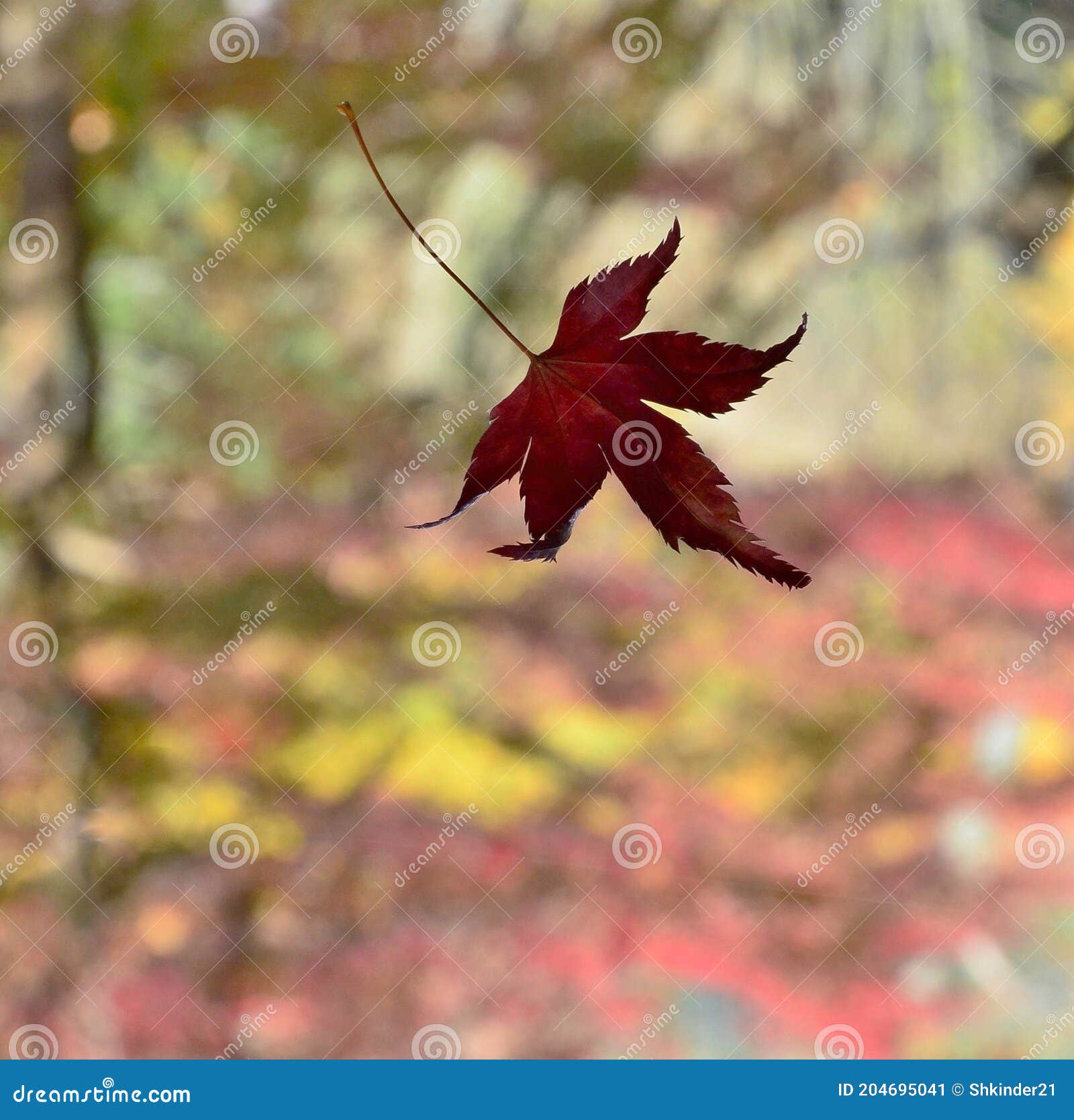 Falling maple leaf stock image. Image of natural, leaves - 204695041