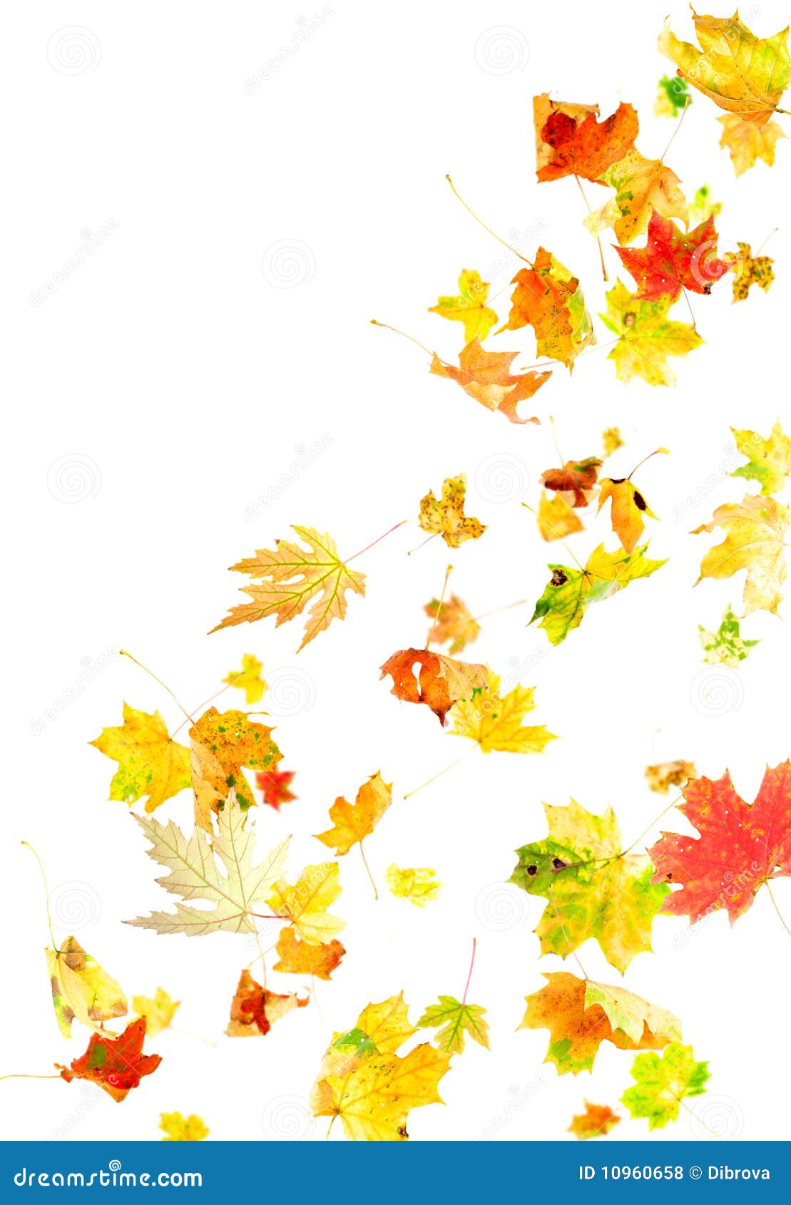 Falling Maple Leaves stock photo. Image of copy, close - 10960658