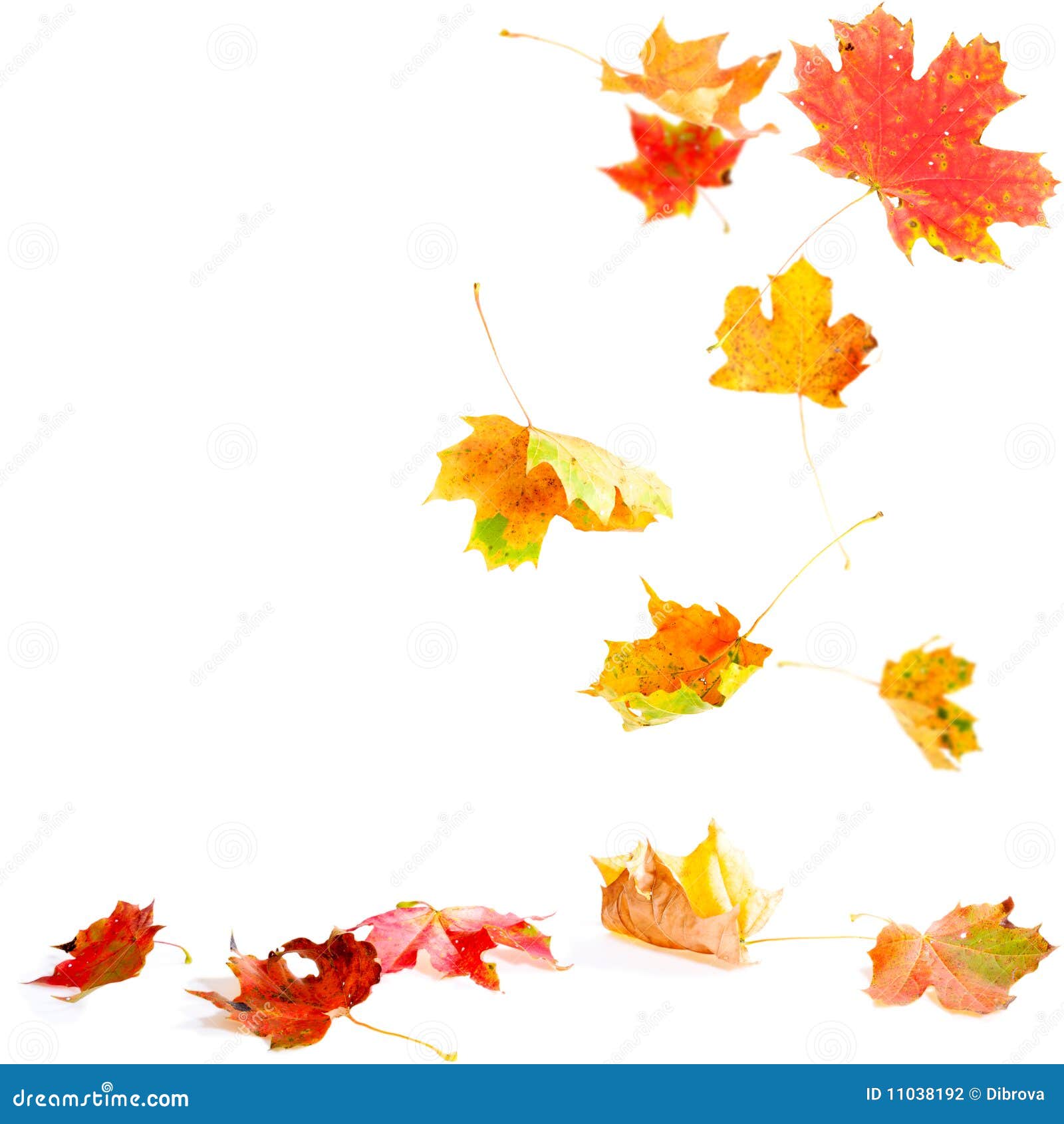 Dry Leaves Falling On A White Background, Brown Teak Leaves Texture ...