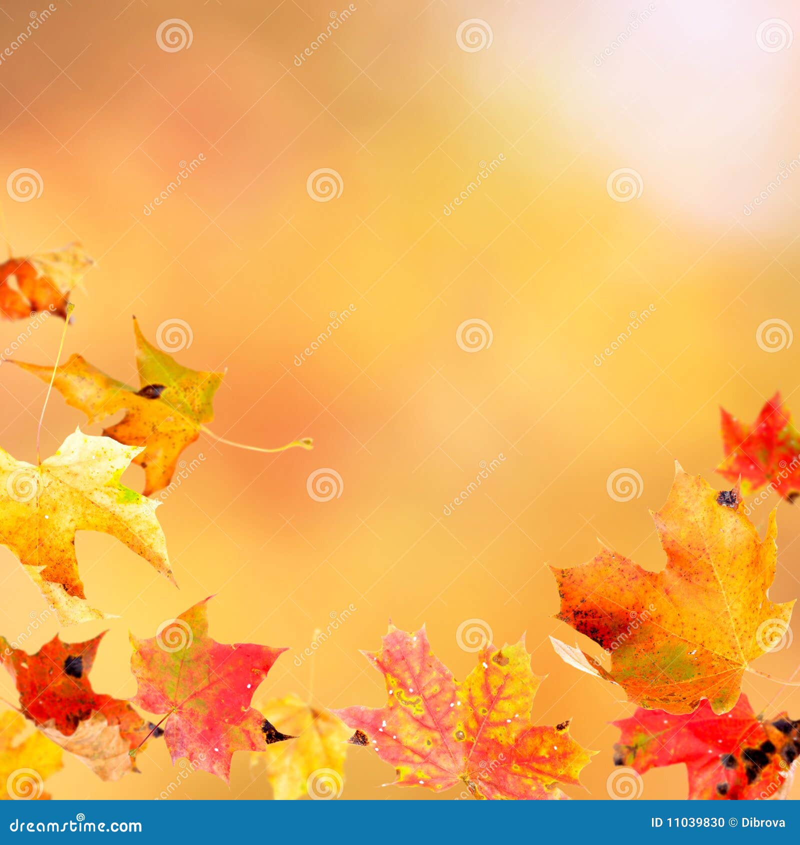 Falling Maple Leaves stock photo. Image of fall, design - 11039830