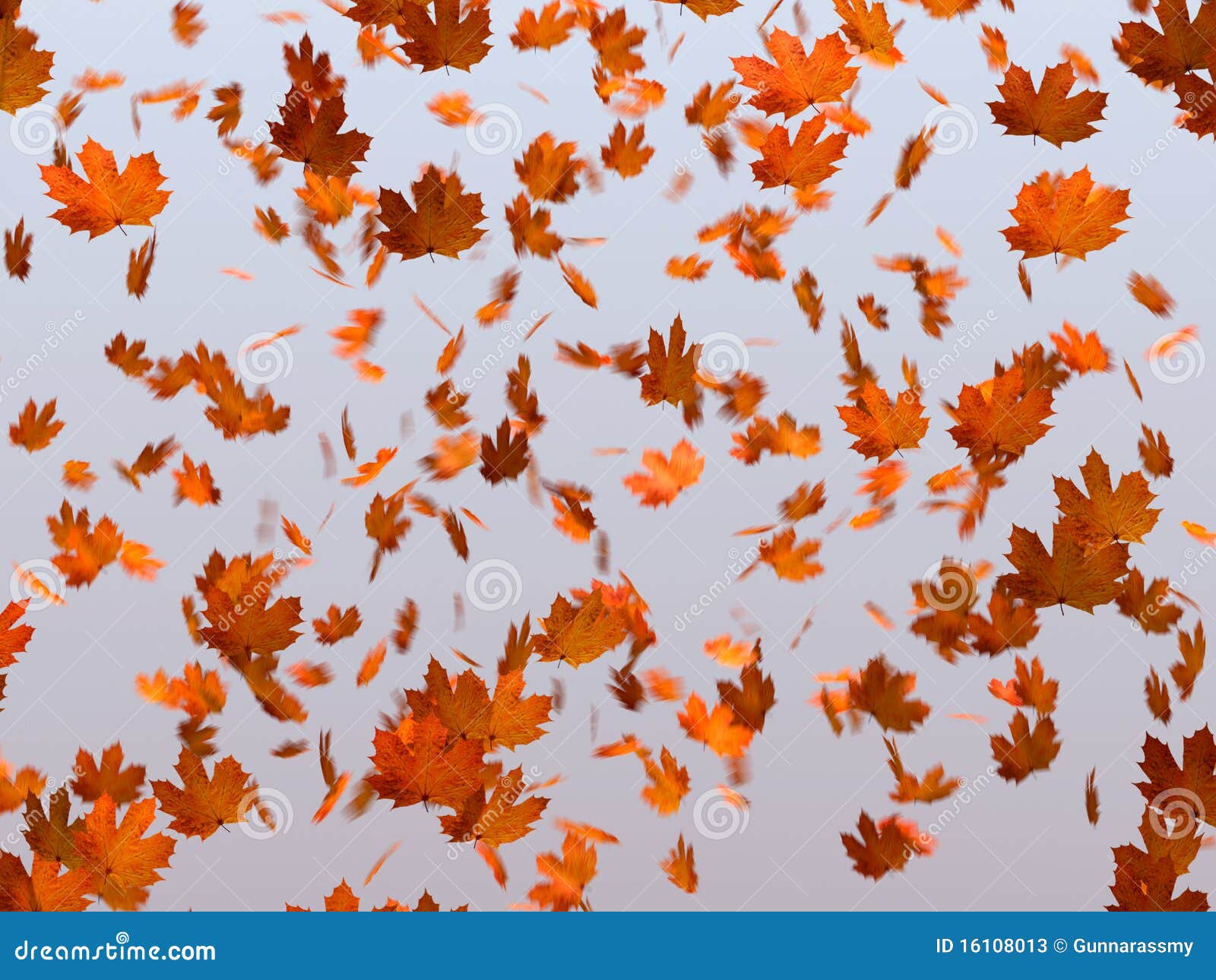 Falling Maple Leaves