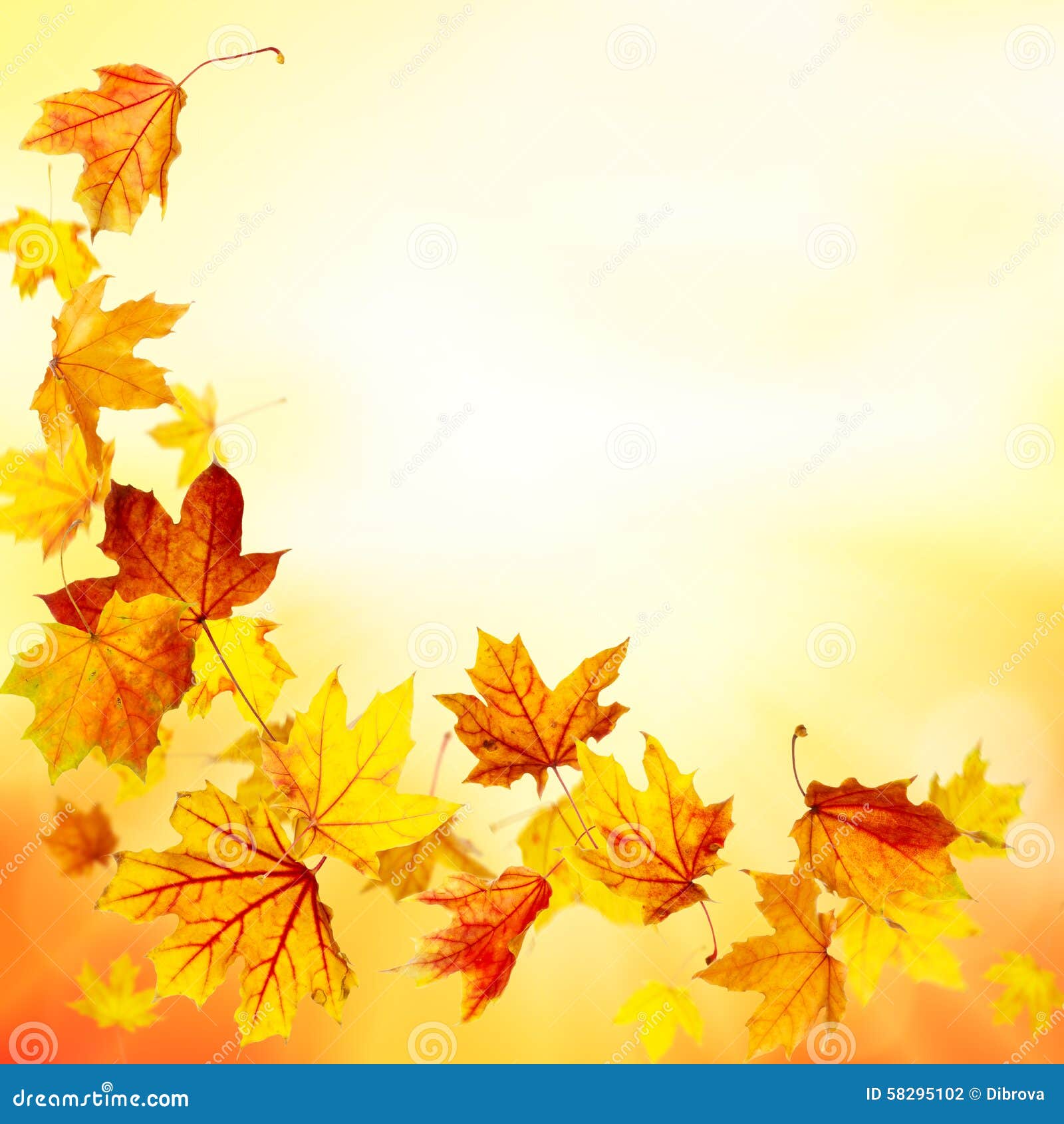 Falling Maple Leaves Background Stock Photo - Image of frame, spinning ...