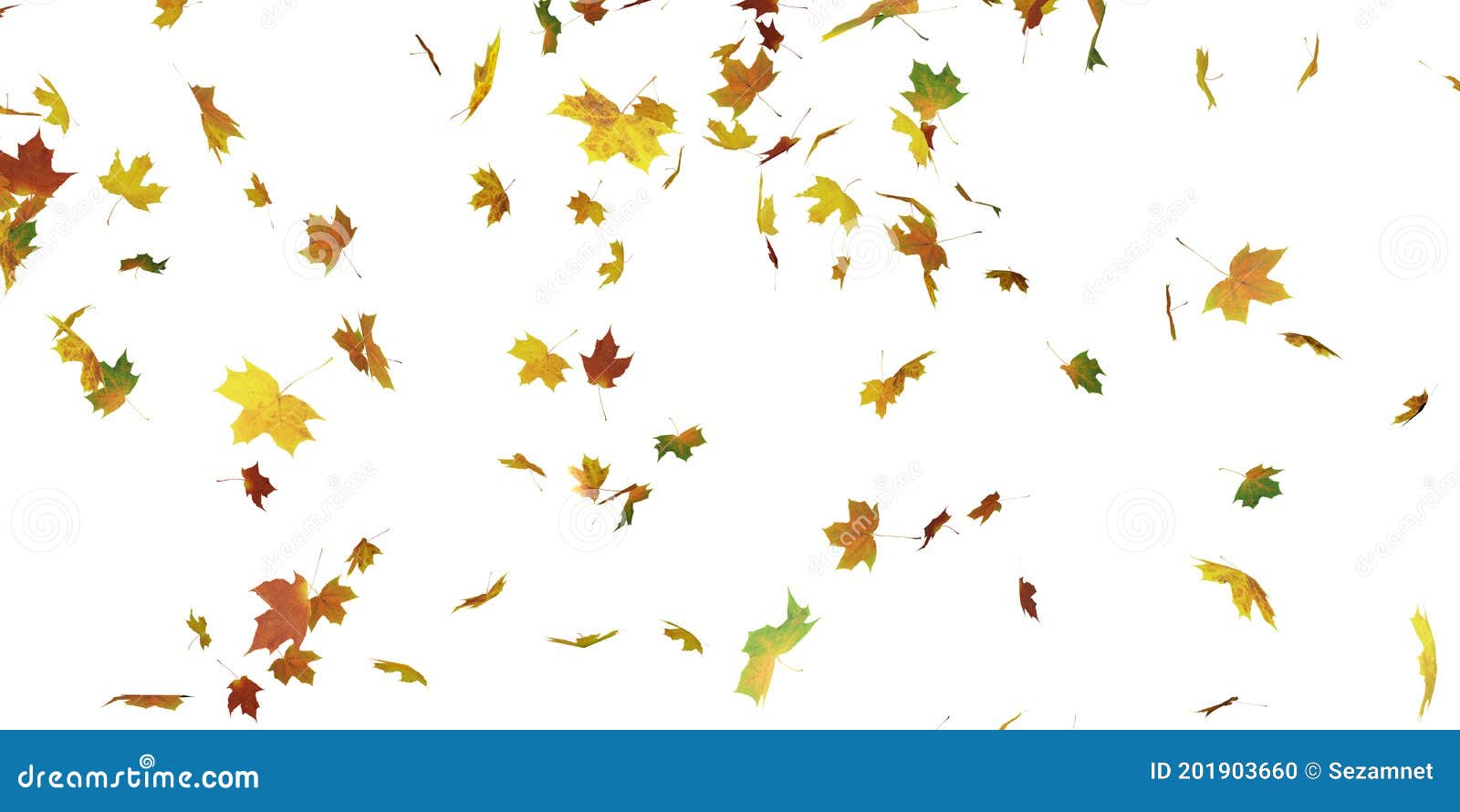 Falling Maple Leaves of Different Colors Isolated White. Stock ...