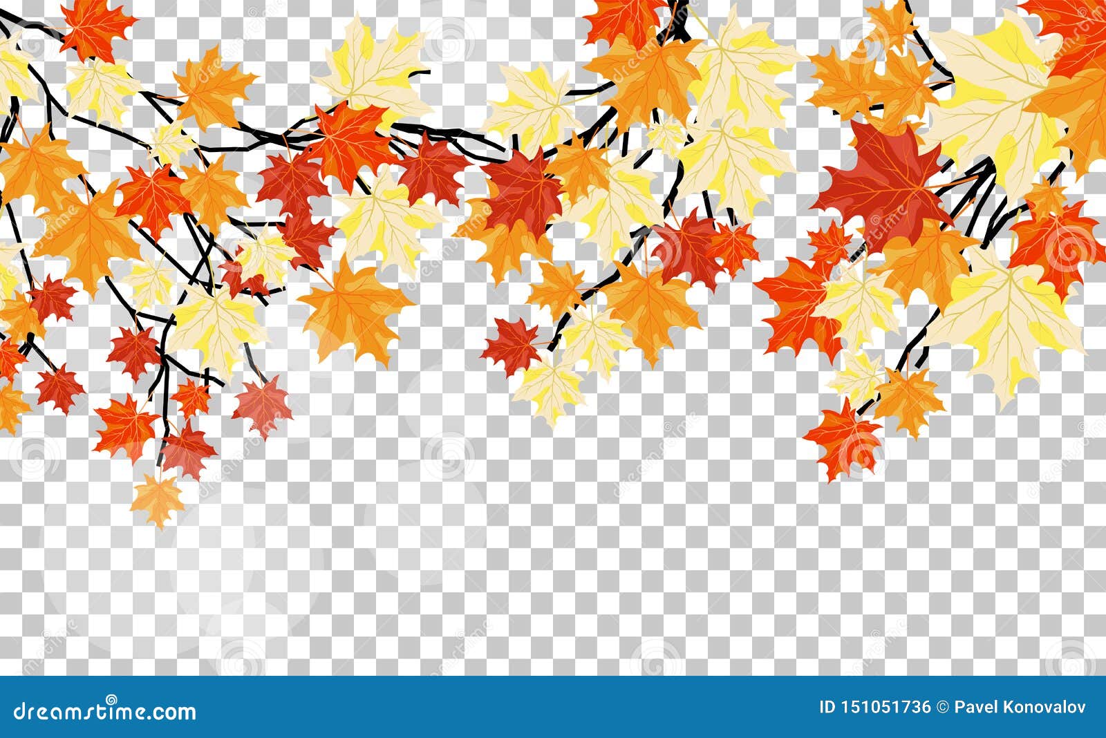 Falling maple leaves stock vector. Illustration of branch - 151051736
