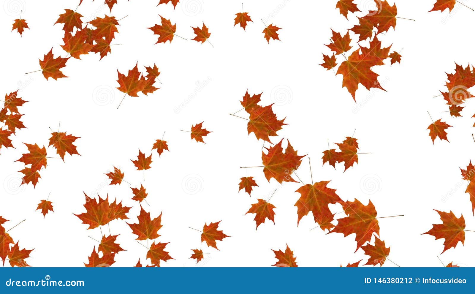 Falling Maple Leaves Animated