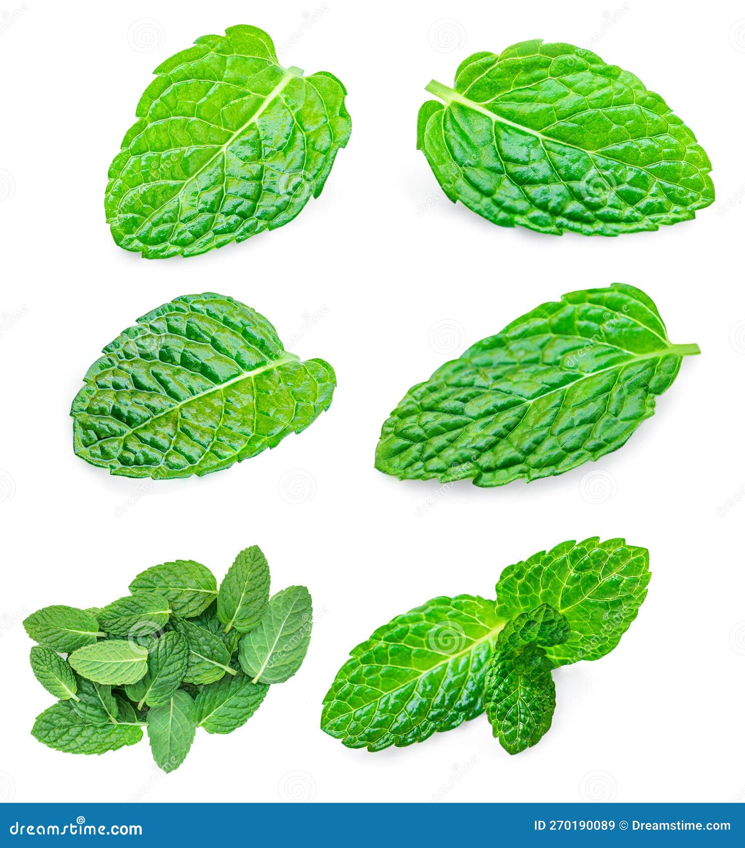 Falling Mint Leaves, Spearmint, Isolated on White Background. Set Fresh ...
