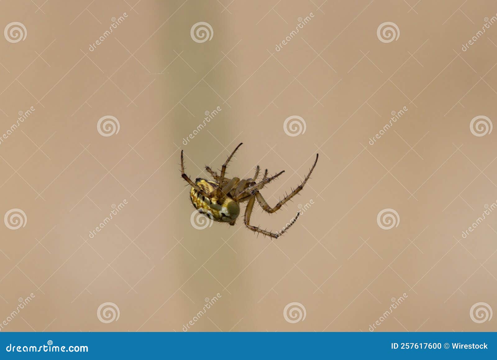 Falling Neoscona Adianta Spider Stock Photo - Image of summer, spider ...