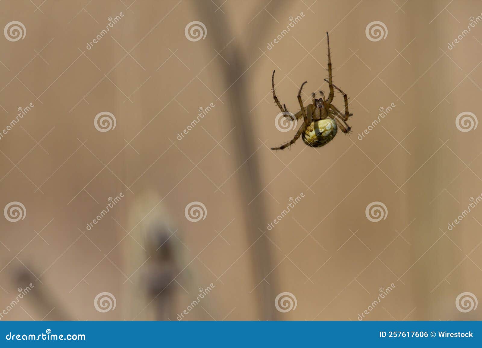 Falling Neoscona Adianta Spider Stock Photo - Image of summer, legs ...