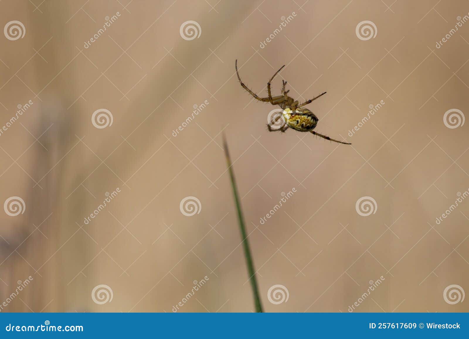 Falling Neoscona Adianta Spider Stock Image - Image of legs, wildlife ...