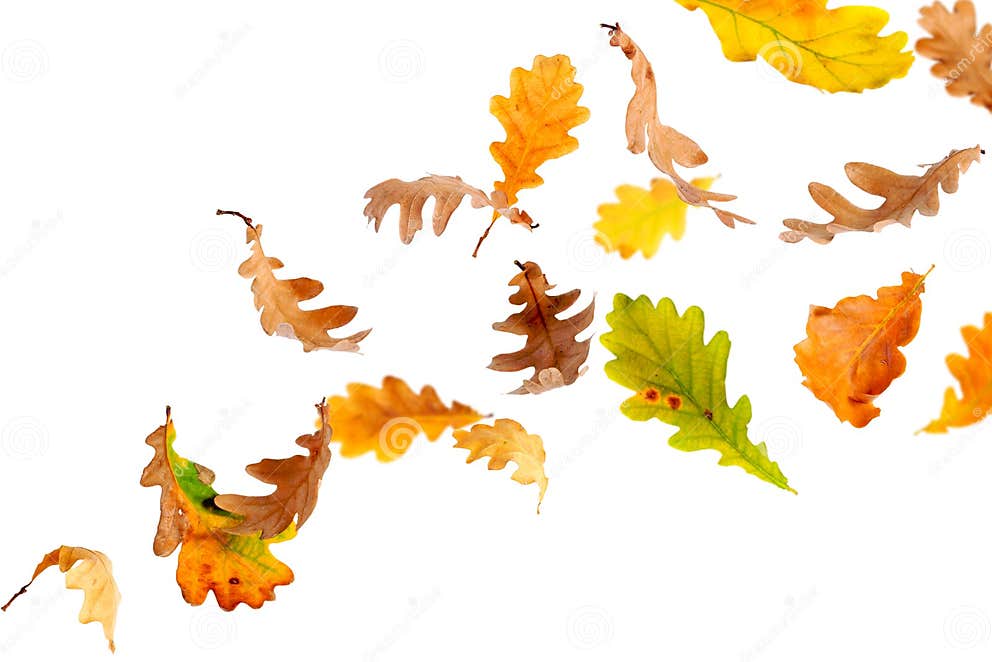 Falling Oak Leaves stock photo. Image of yellow, park - 10842452