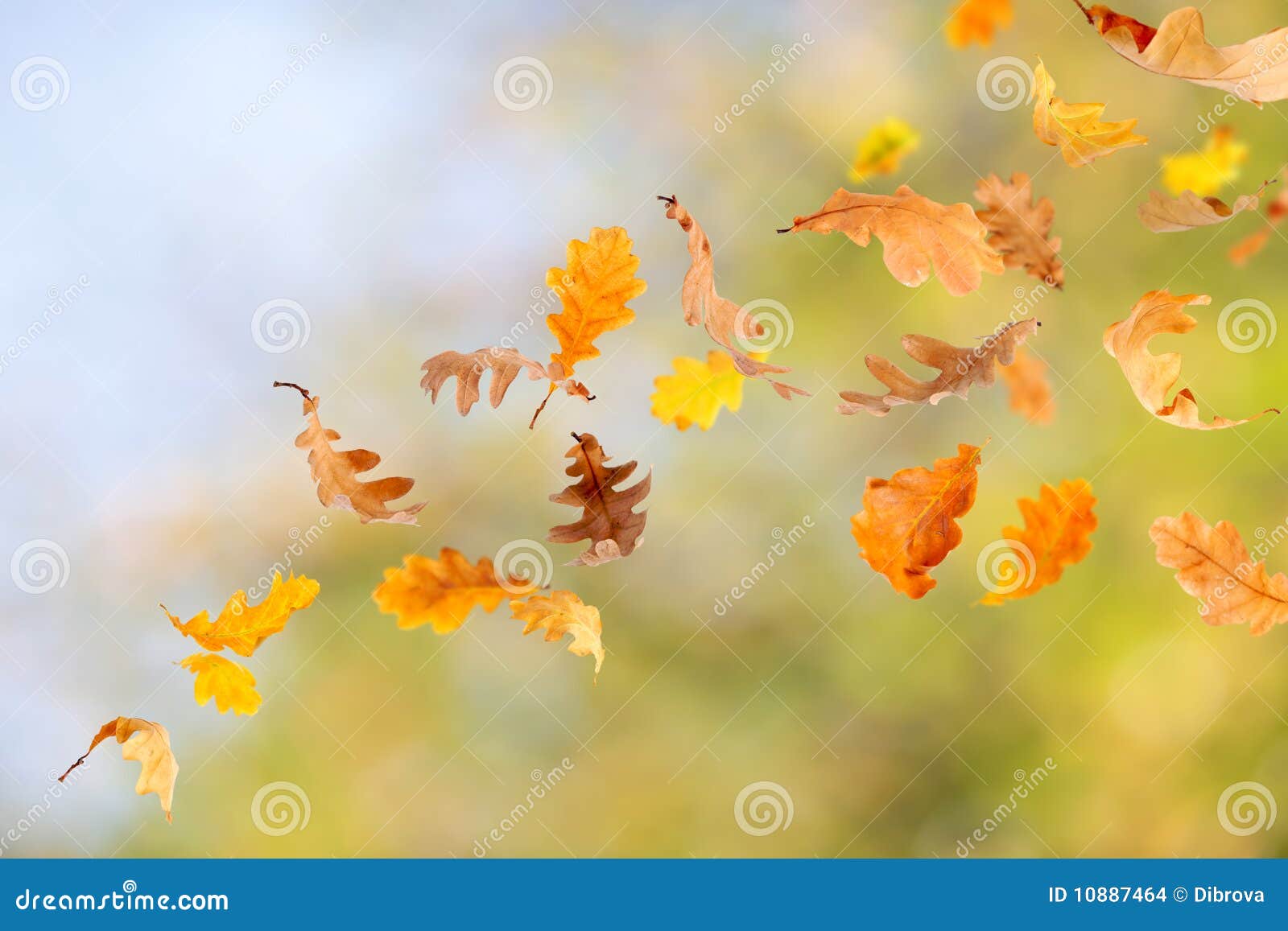 Falling Oak Leaves stock photo. Image of golden, yellow - 10887464