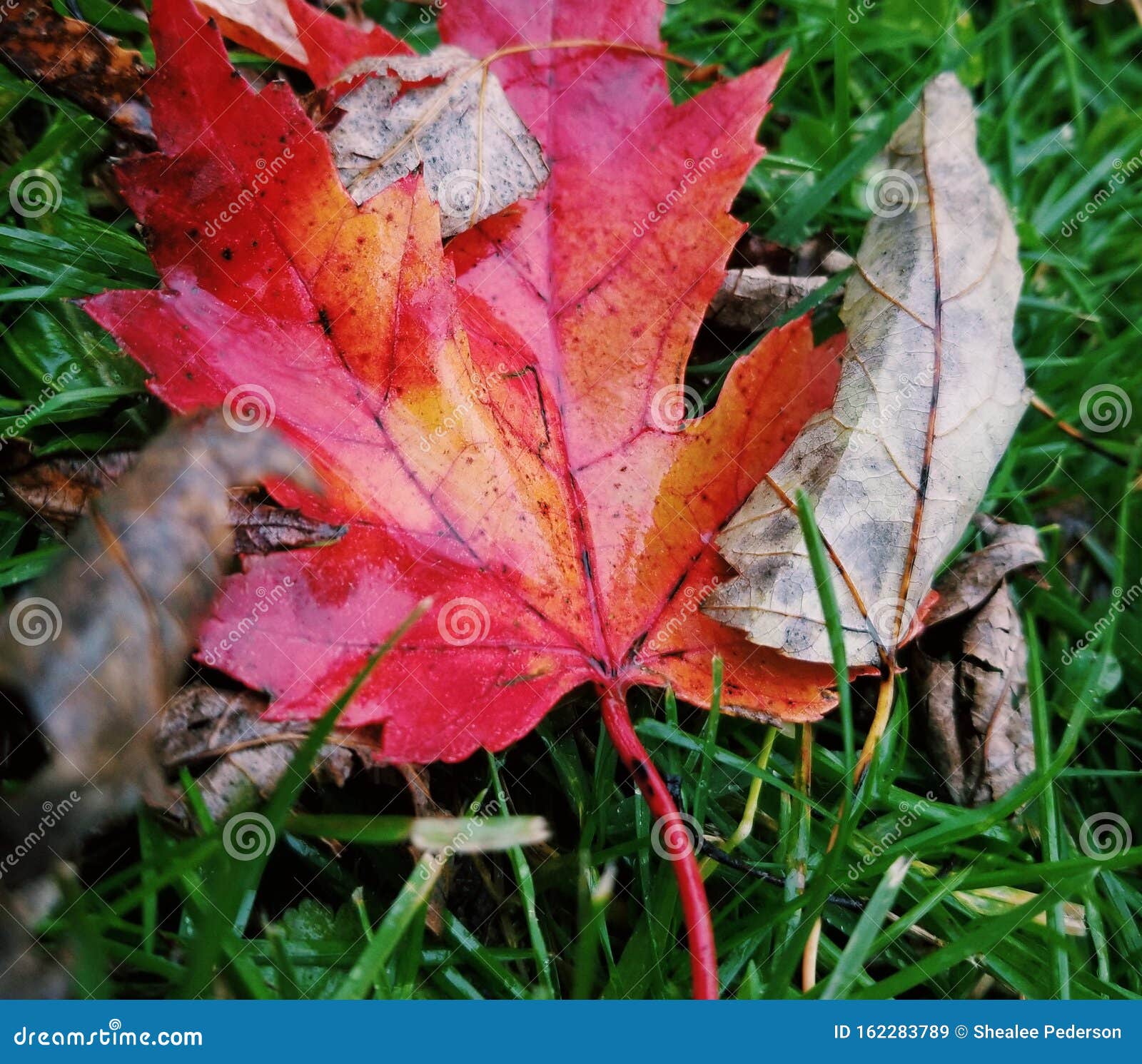 Falling for October stock image. Image of preset, processed - 162283789