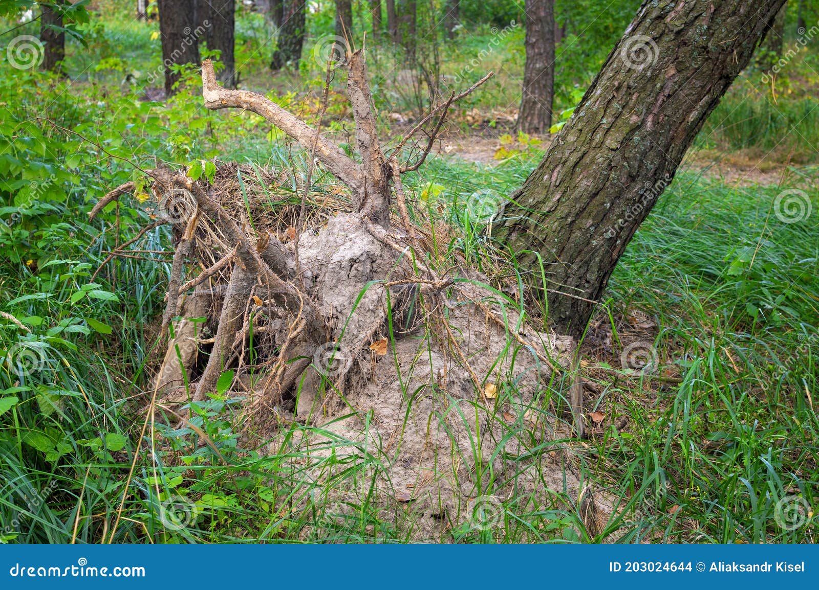Falling Pine Tree after Hurricane with Root Disk Torn Out of the Ground ...