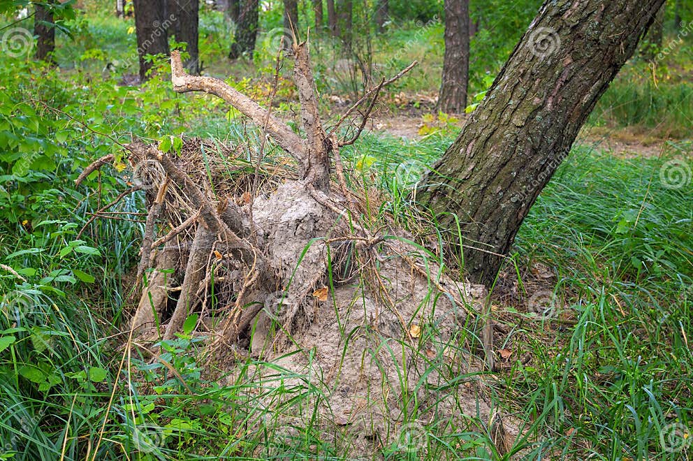 Falling Pine Tree after Hurricane with Root Disk Torn Out of the Ground ...