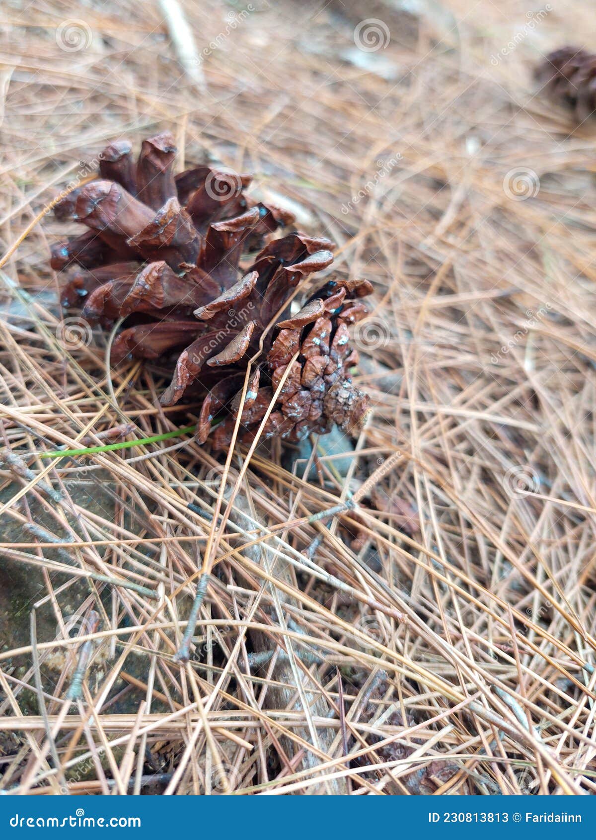 Falling Pinecone on the Ground at Pine Forest Stock Image - Image of ...
