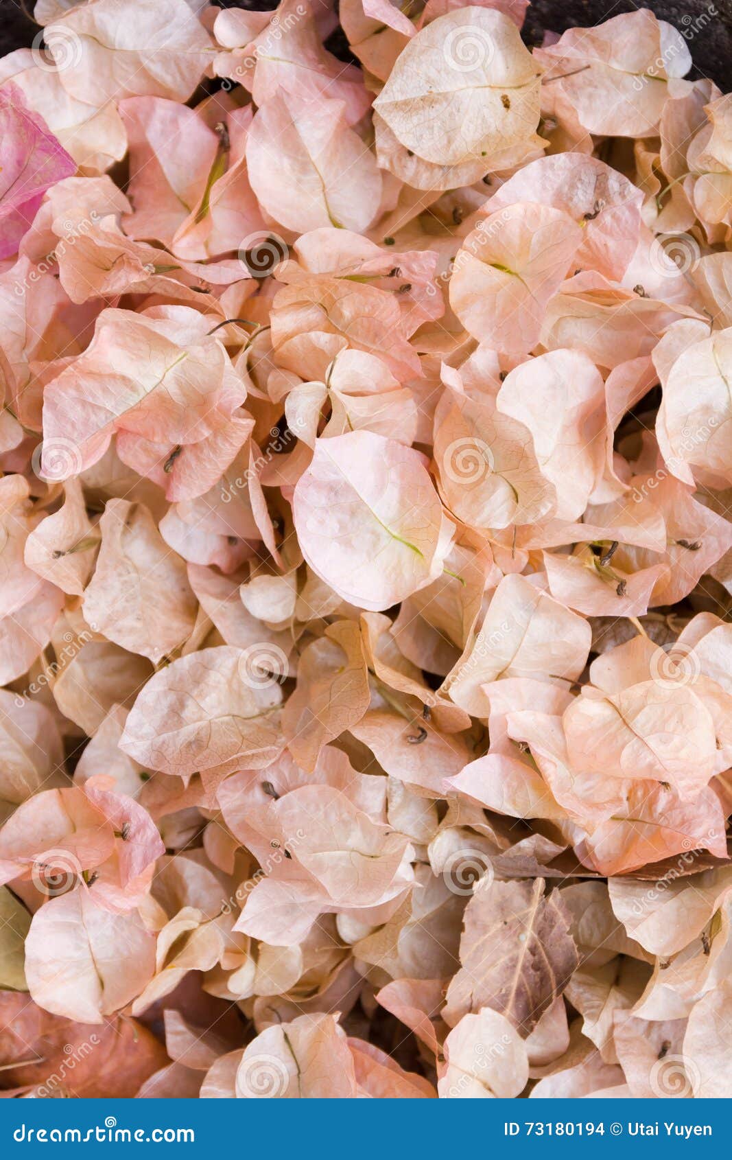 Falling pink blossoms stock photo. Image of blooming - 73180194
