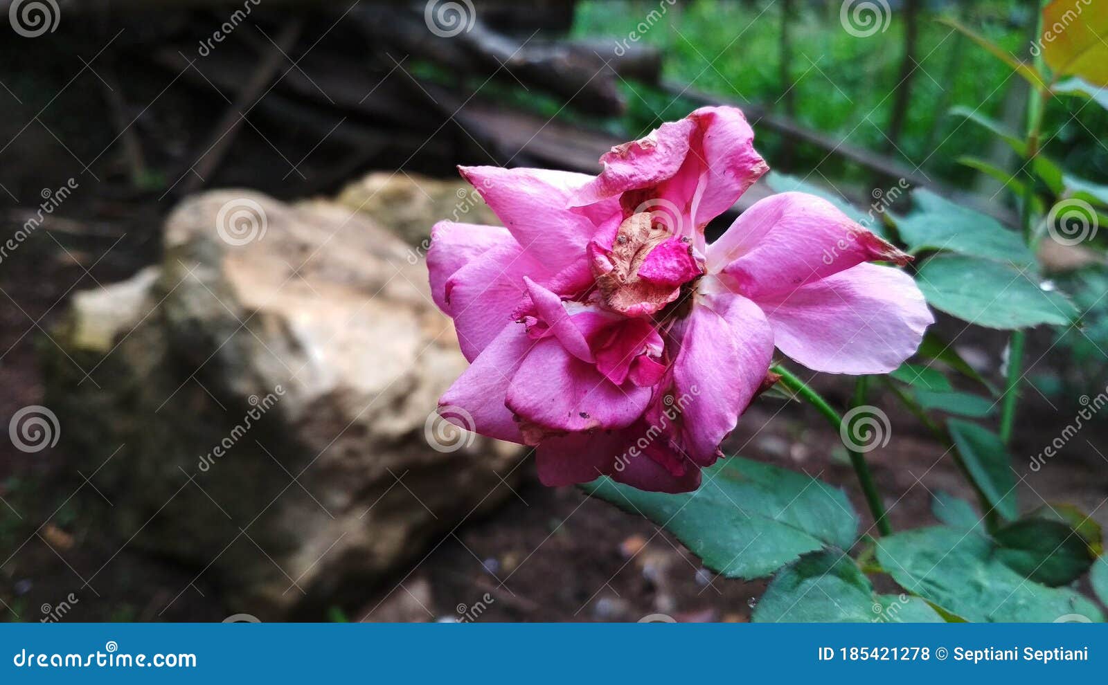 Falling pink rose stock photo. Image of falling, garden - 185421278