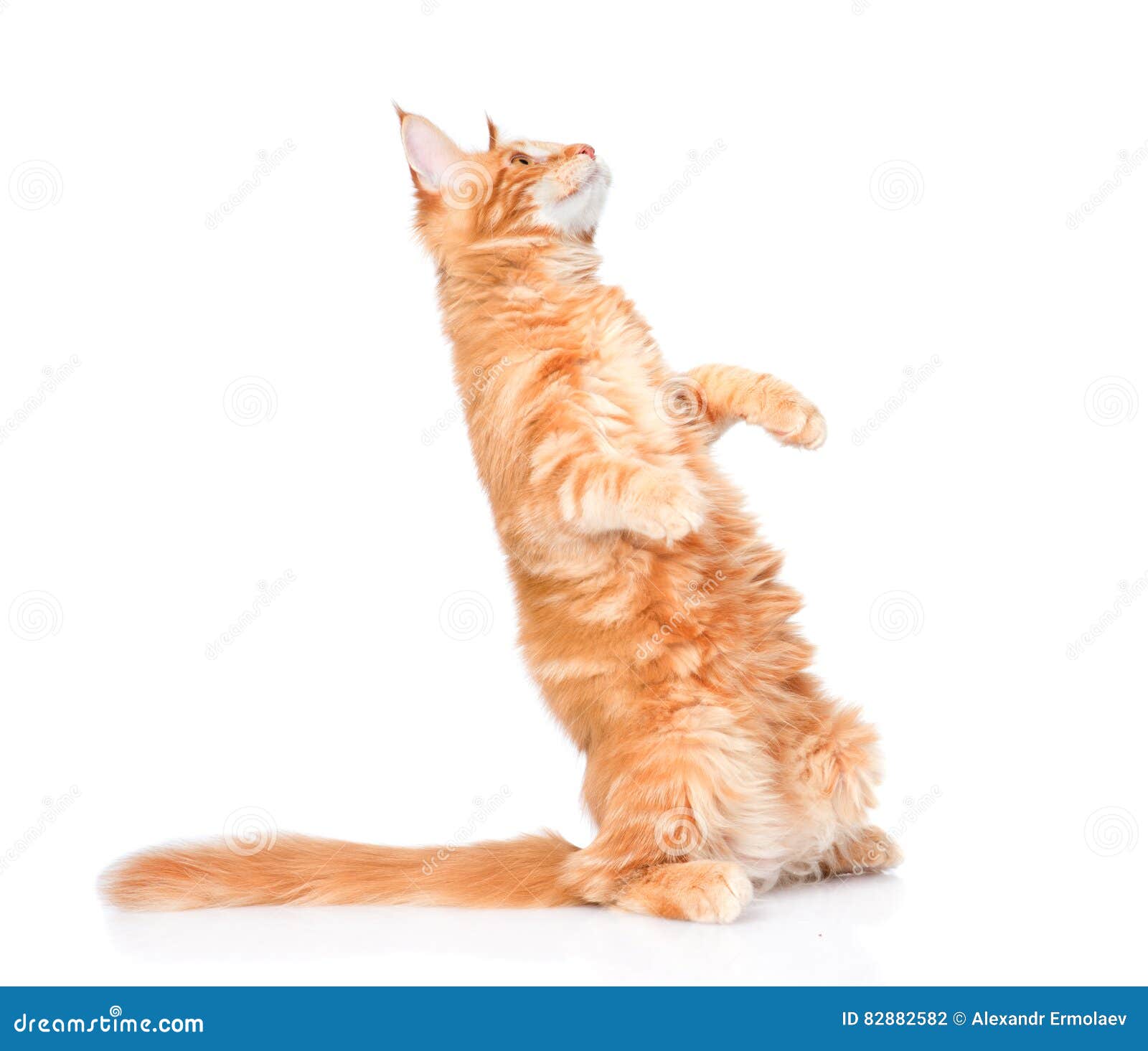Falling Playful Cat. Isolated on White Background Stock Photo - Image ...