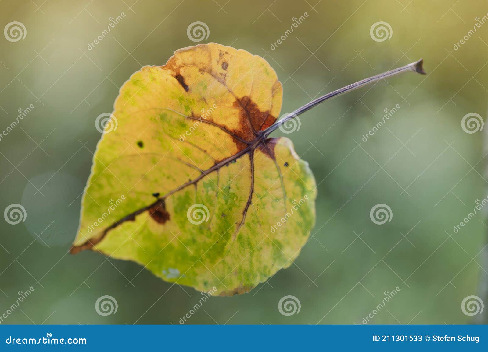 Falling Poplar Leaf stock image. Image of chlorophyll - 211301533