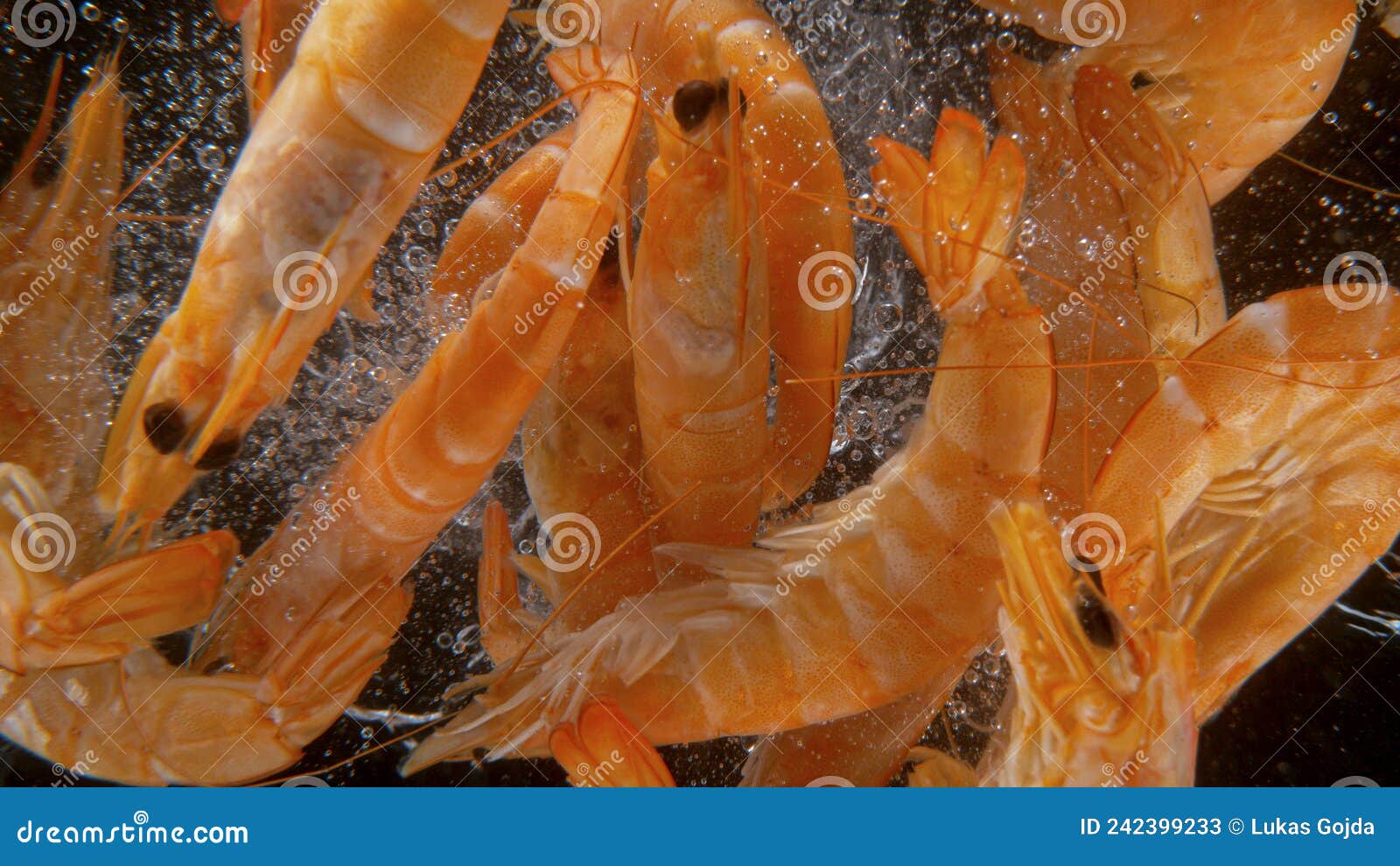 Kolambi Fish In Water