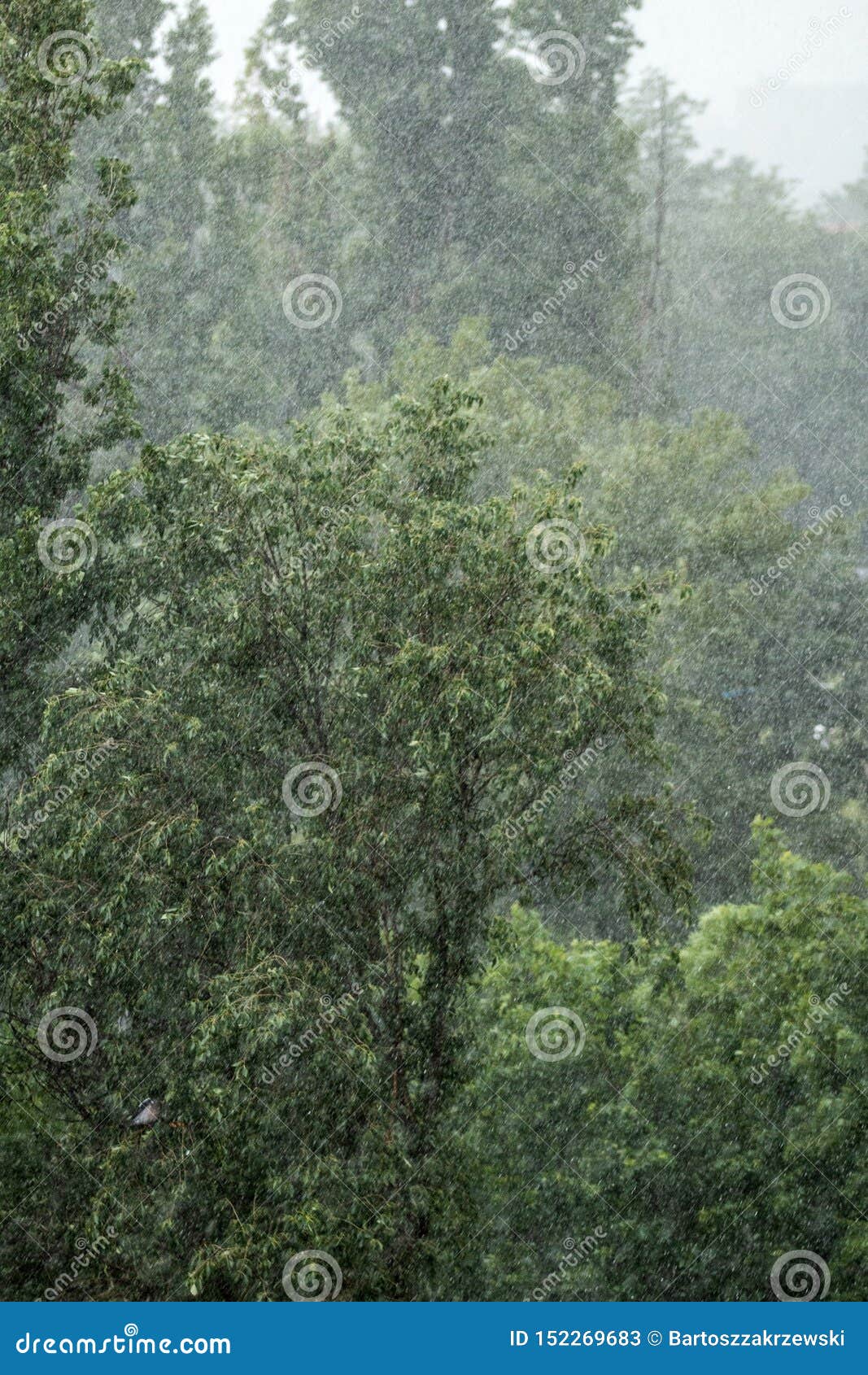 Falling Rain on the Background of Trees Stock Image - Image of bloom ...